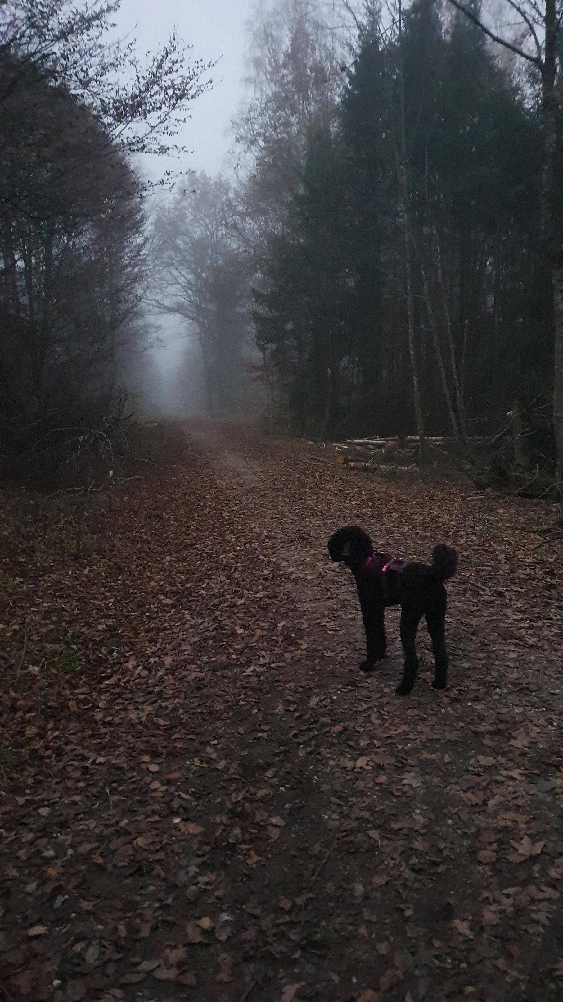 Pepper in a haunted forest | Scrolller