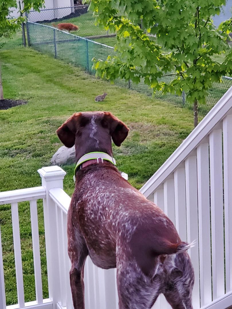 Pepper plotting his next move | Scrolller