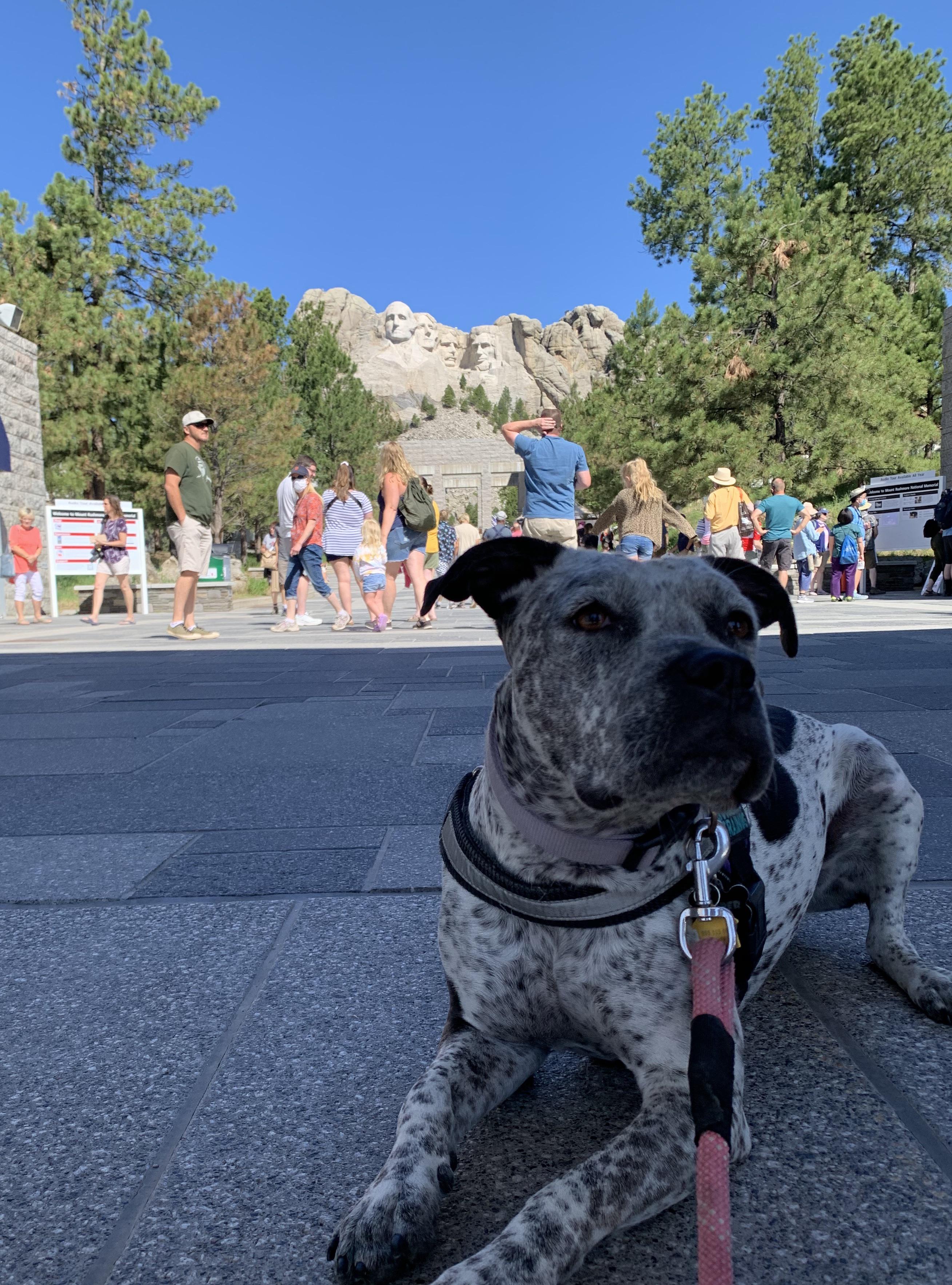 Pepper visits Mt. Rushmore | Scrolller