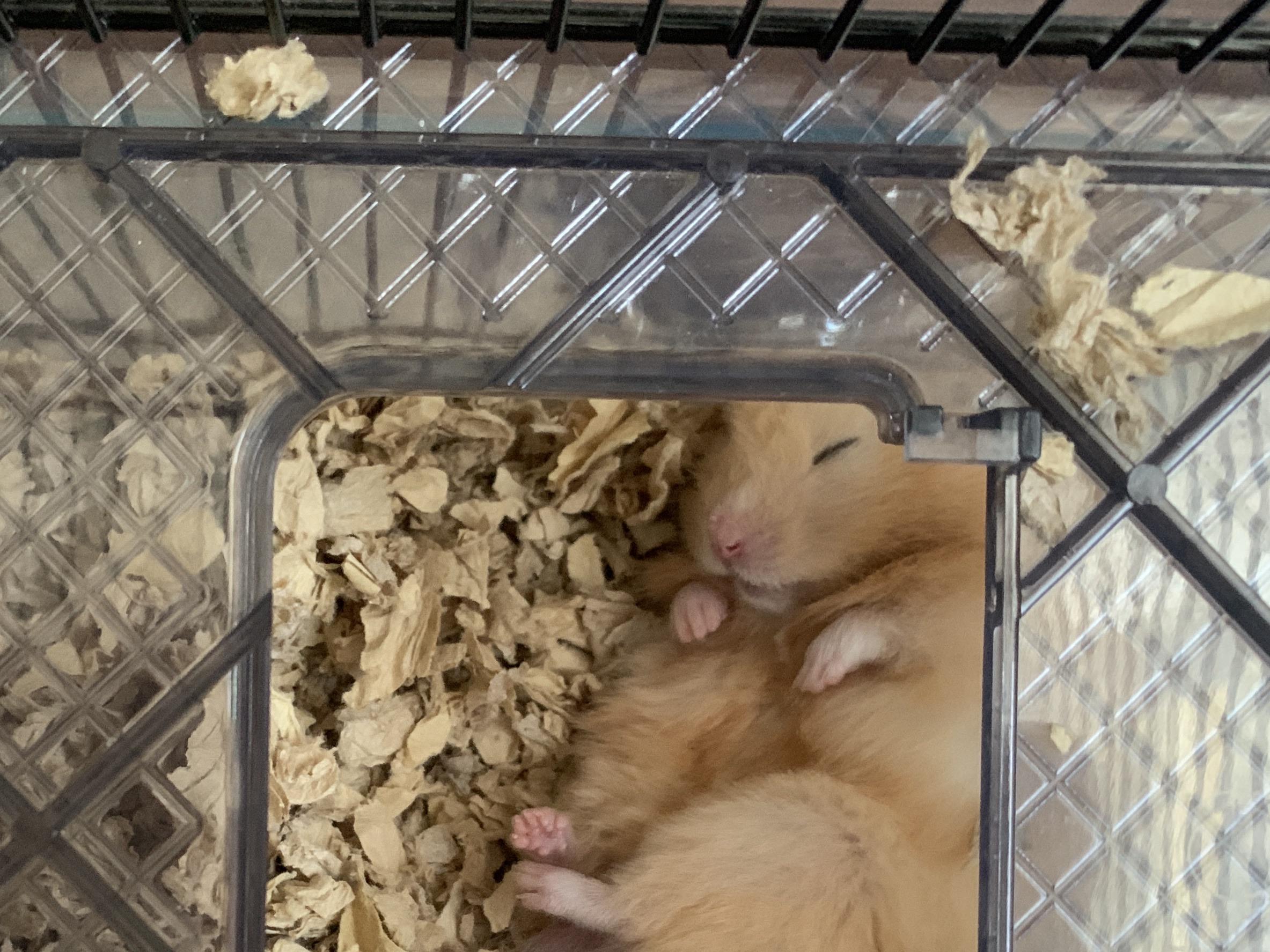 Pepsi Jane taking a snooze. | Scrolller