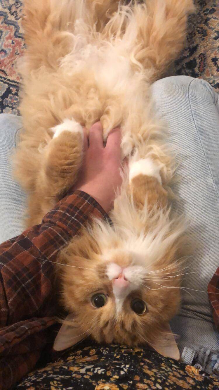 Percy loves tummy scratches | Scrolller