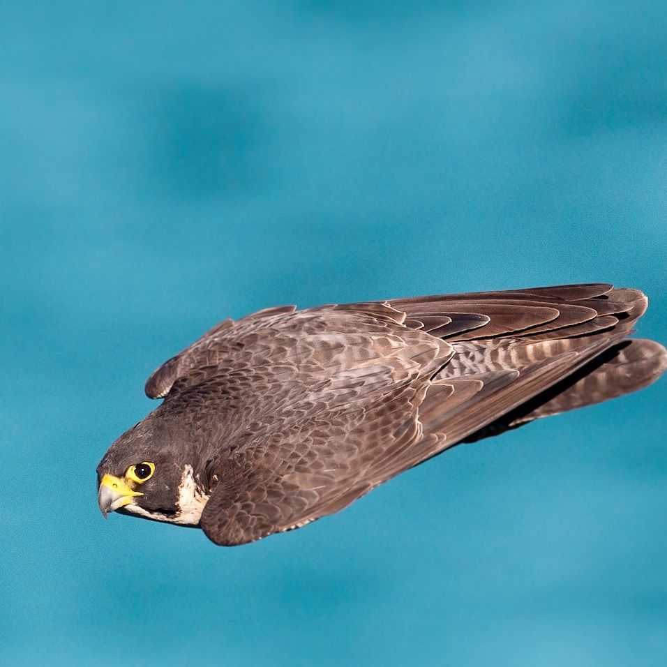 Peregrine Falcon mid stoop. | Scrolller