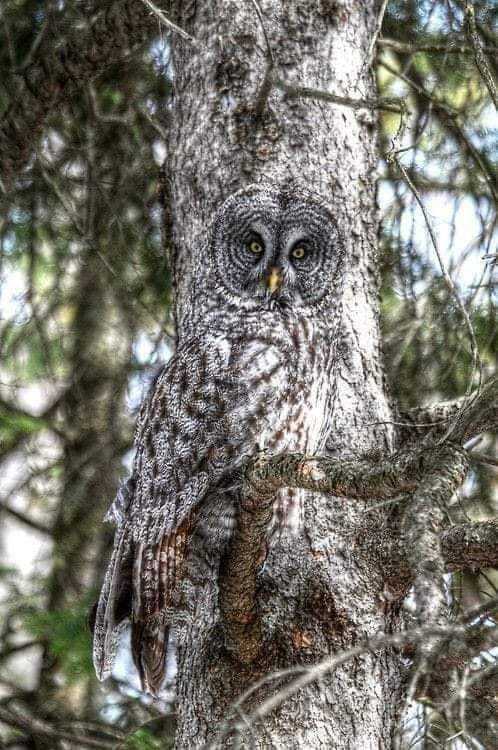 Perfect camouflage. | Scrolller