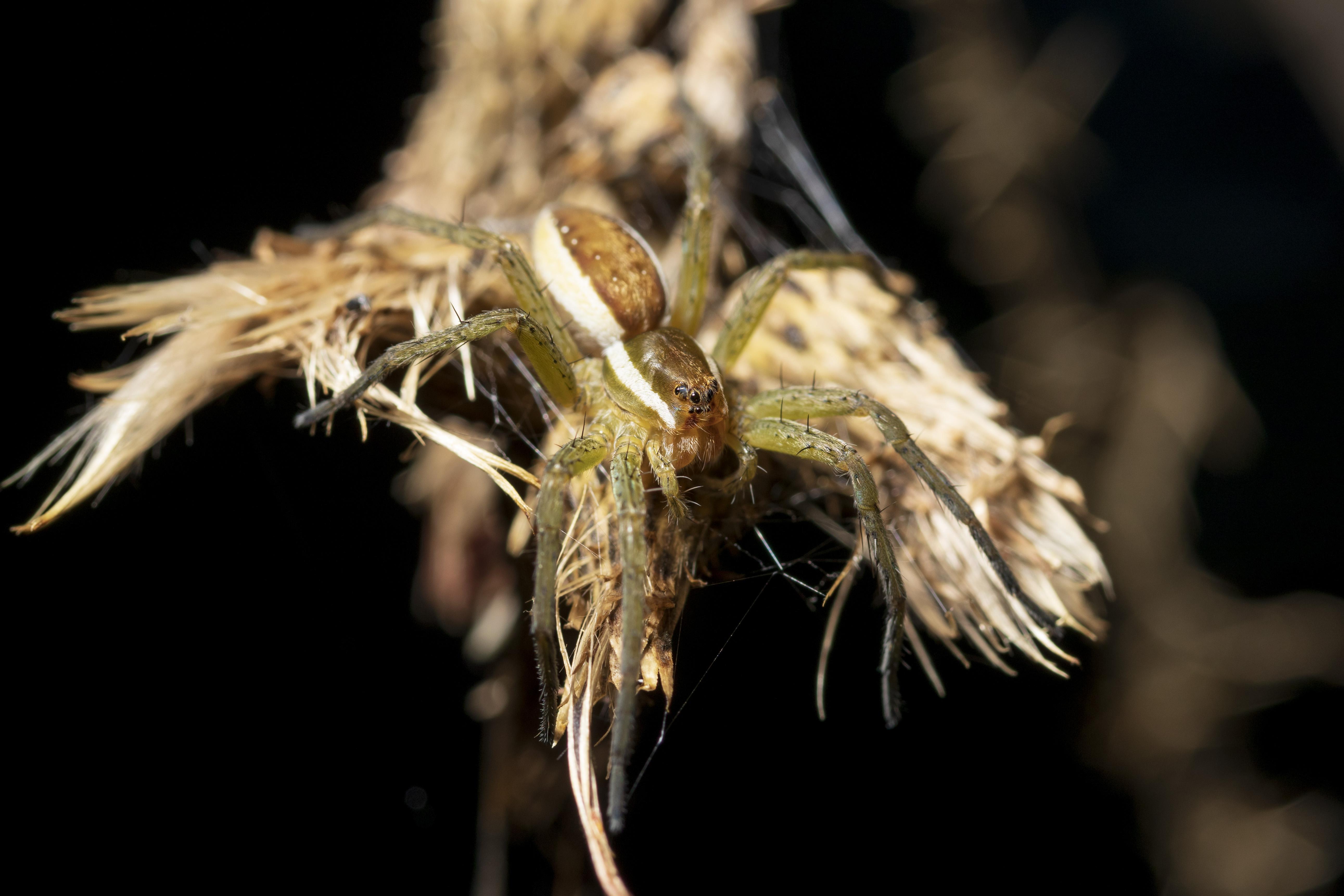 Perfect camouflage | Scrolller