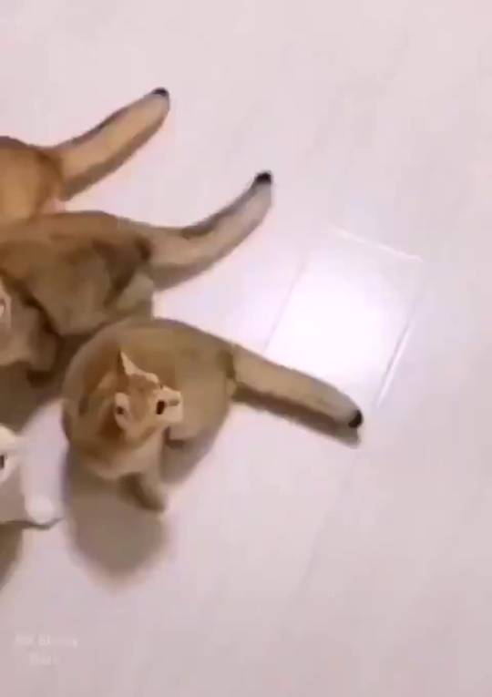 Perfect kitties loop | Scrolller