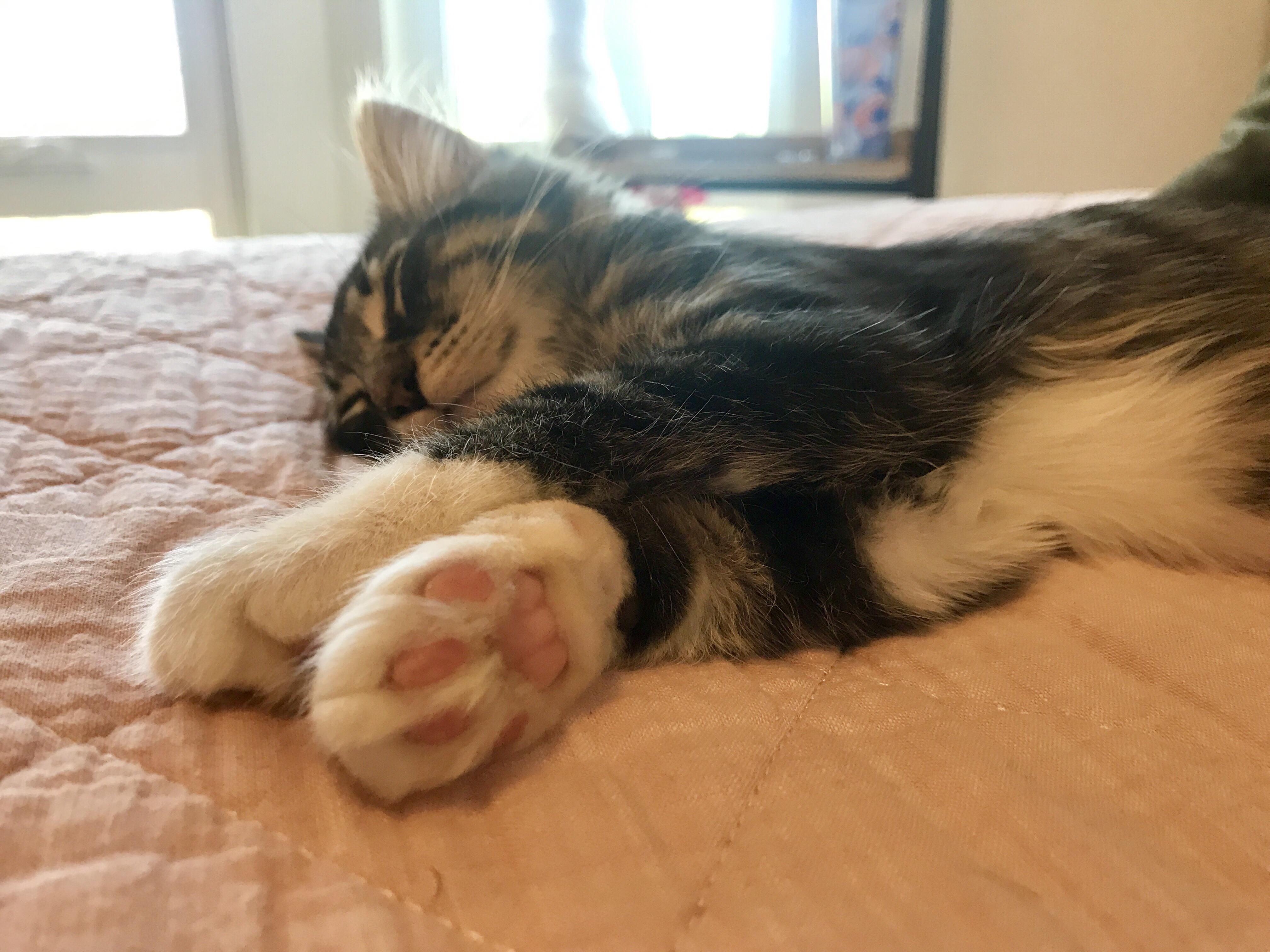 perfect lil kitten beans | Scrolller