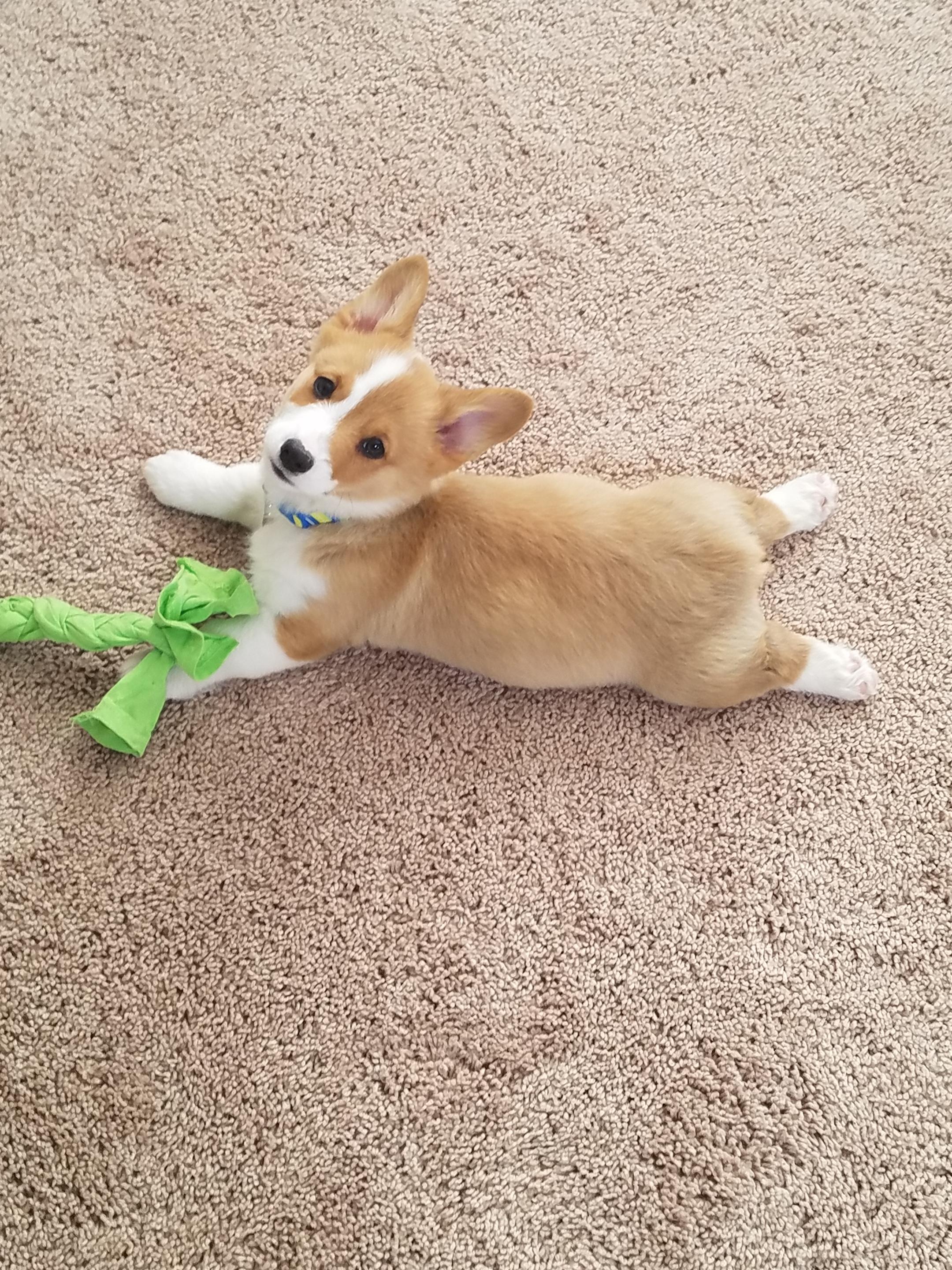 Perfecting the sploot early on | Scrolller