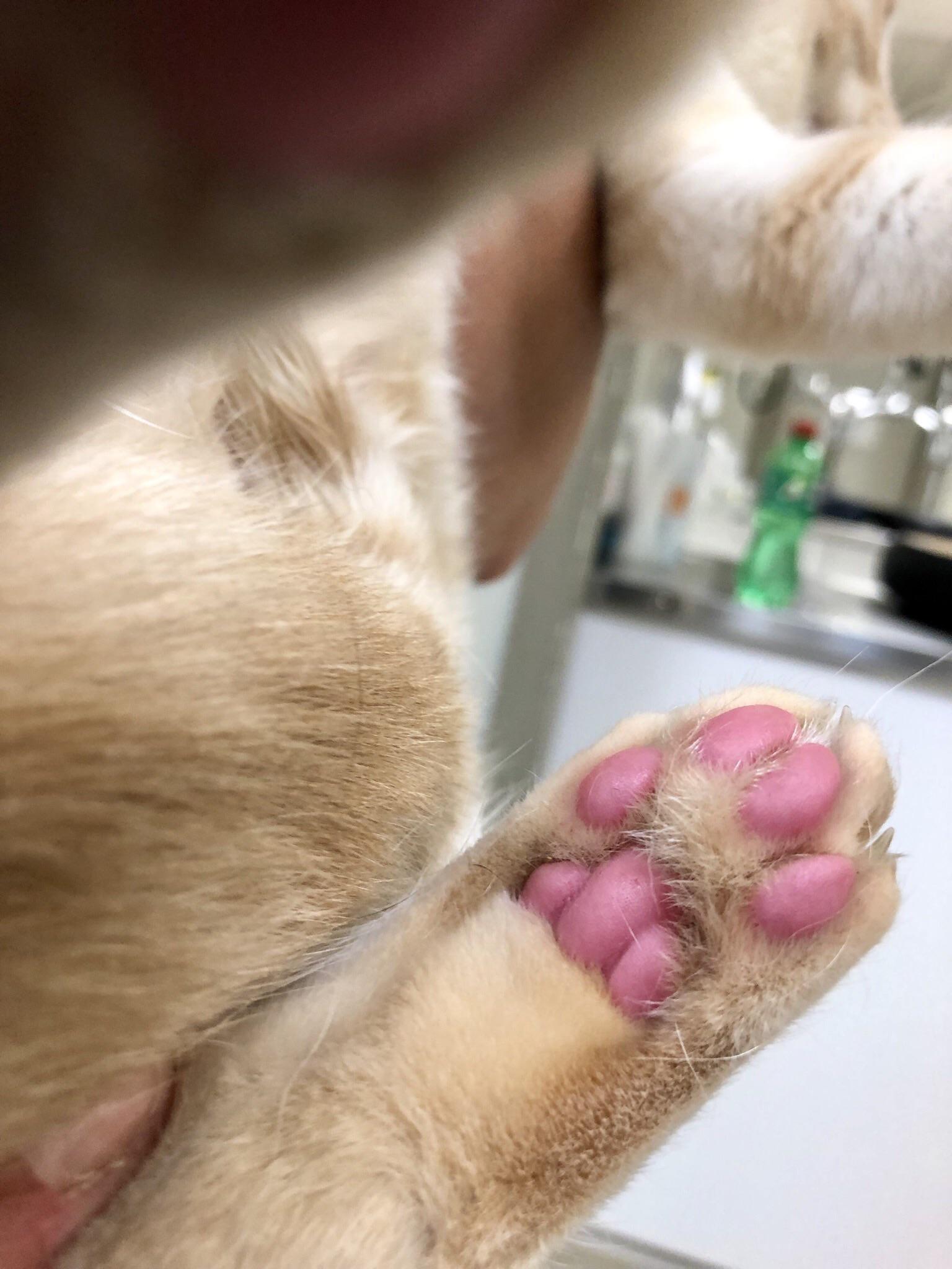 Perfectly pink beans | Scrolller