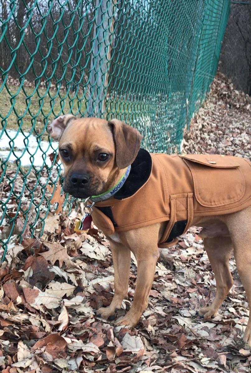 permapuppy puggle | Scrolller