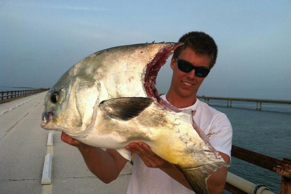 Permit that was bitten by a Bull Shark | Scrolller