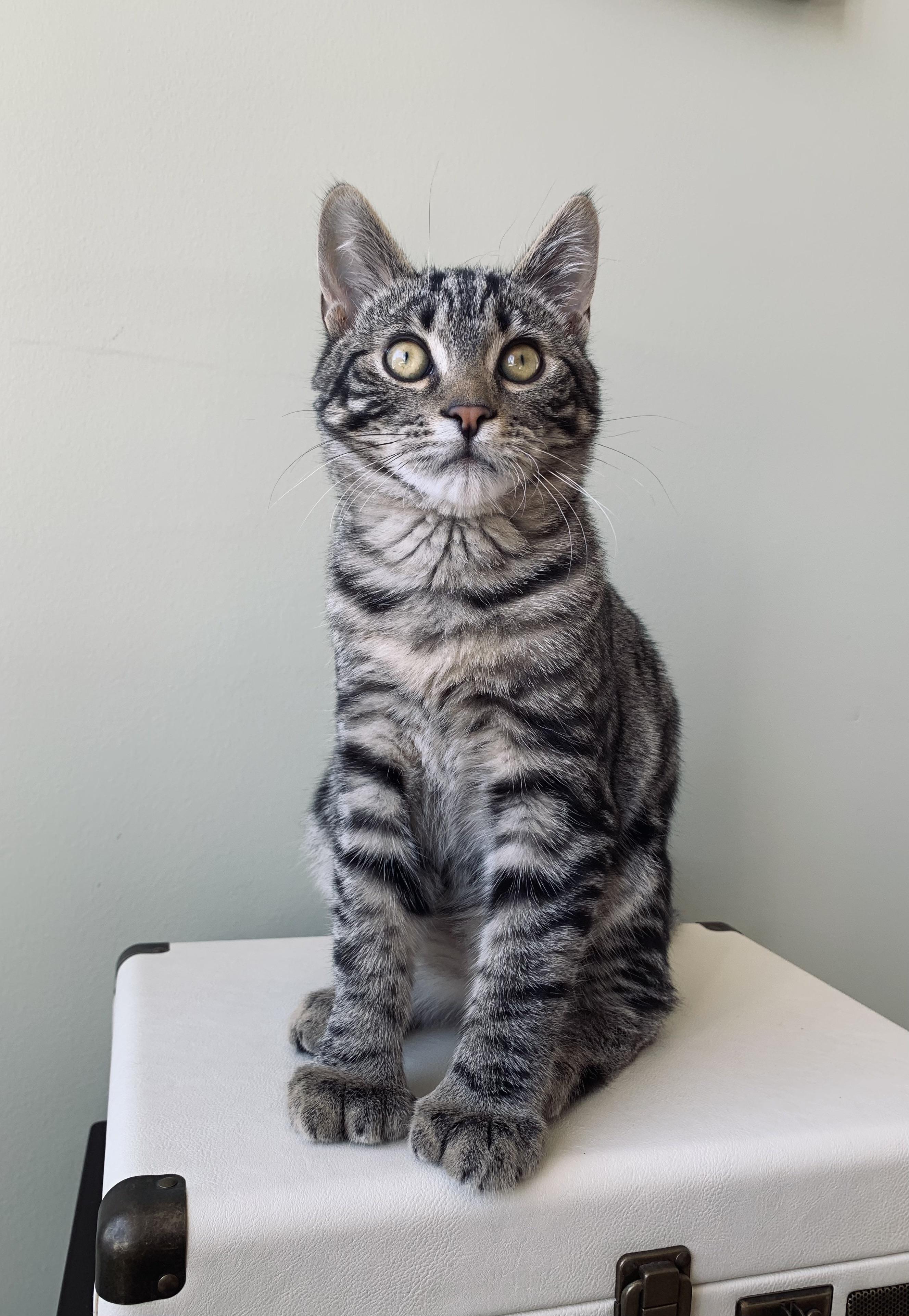 Perseus’ pose with extra toes | Scrolller