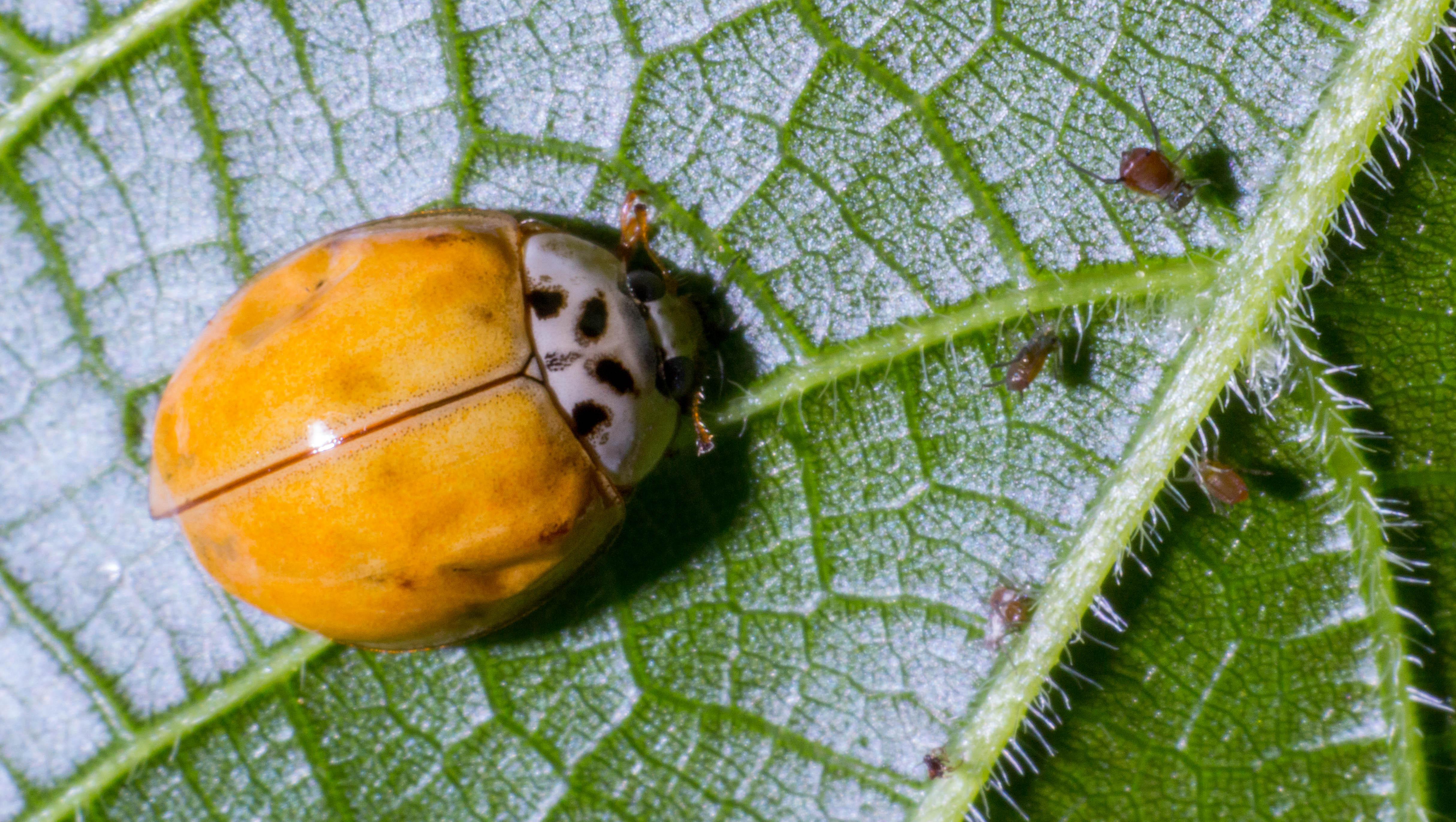 Perspective is neat. Tiny to us; giant to something else.[OC][4857x2742] | Scrolller