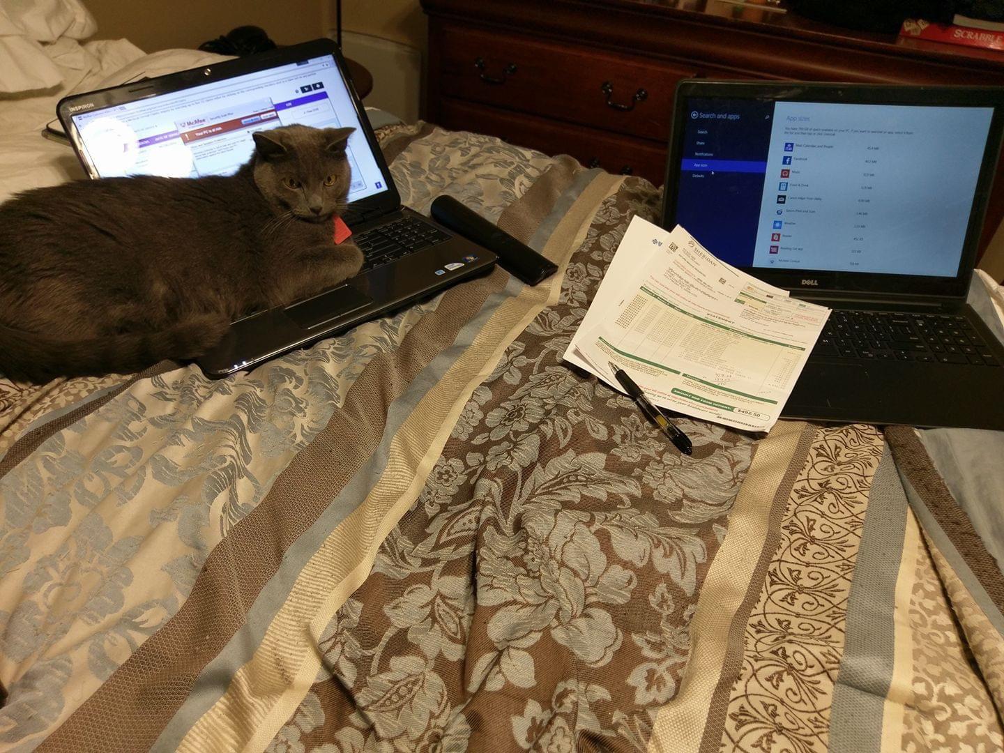 Peter at it again, gotta carry a decoy around | Scrolller