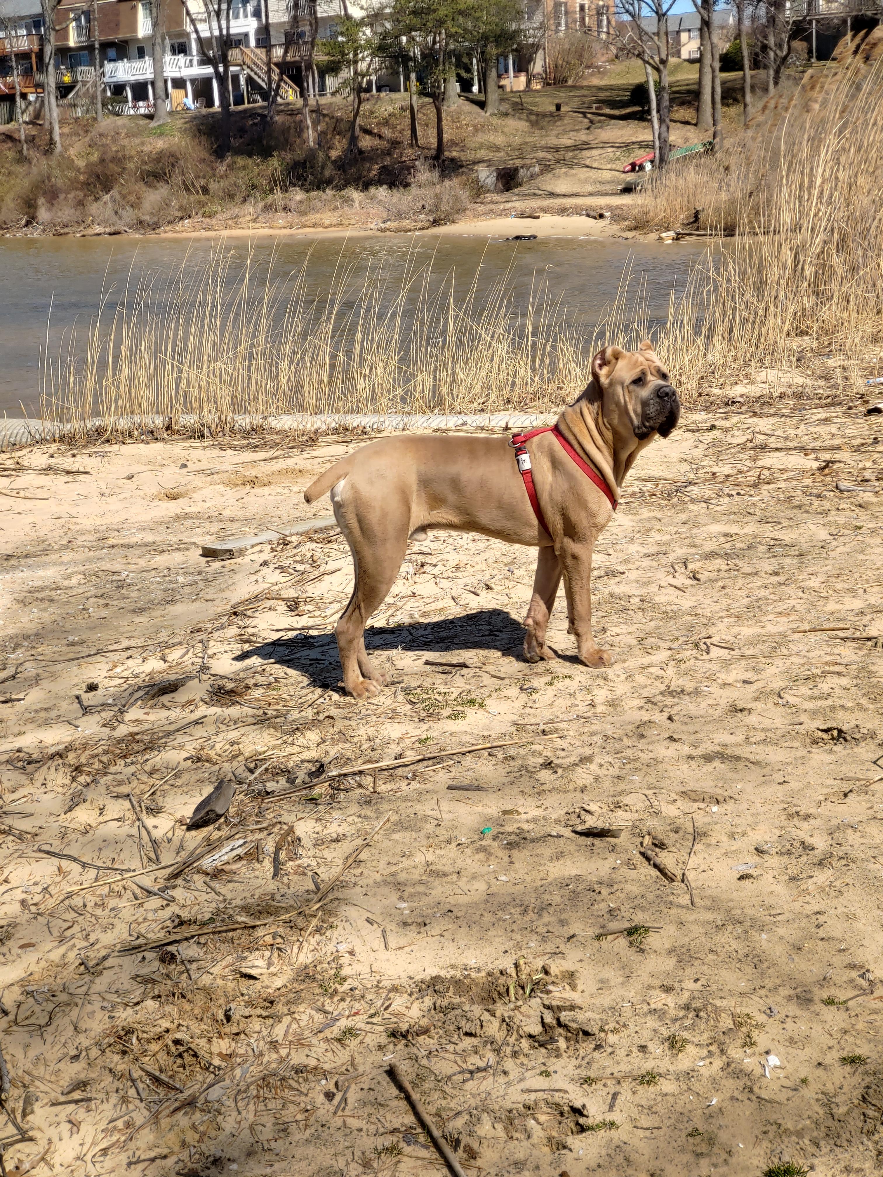 Discover more like CaneCorso: Peter is a model and Related Content | Scrolller