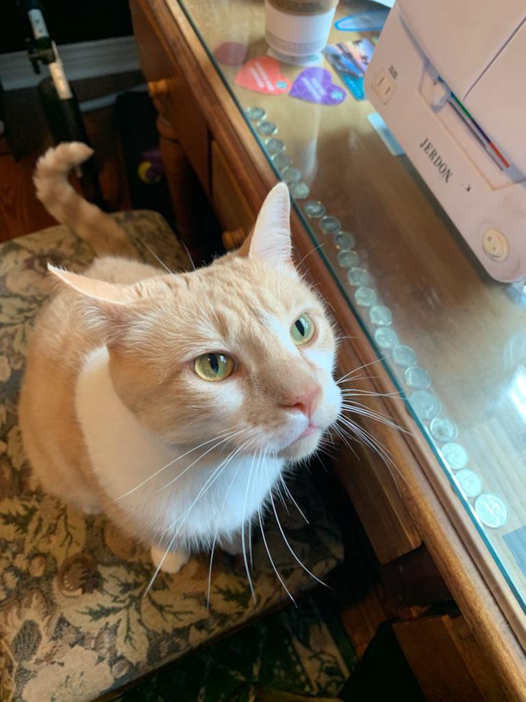 Peter, the king of the cattalo’s is back🙌 MCL FAM | Scrolller