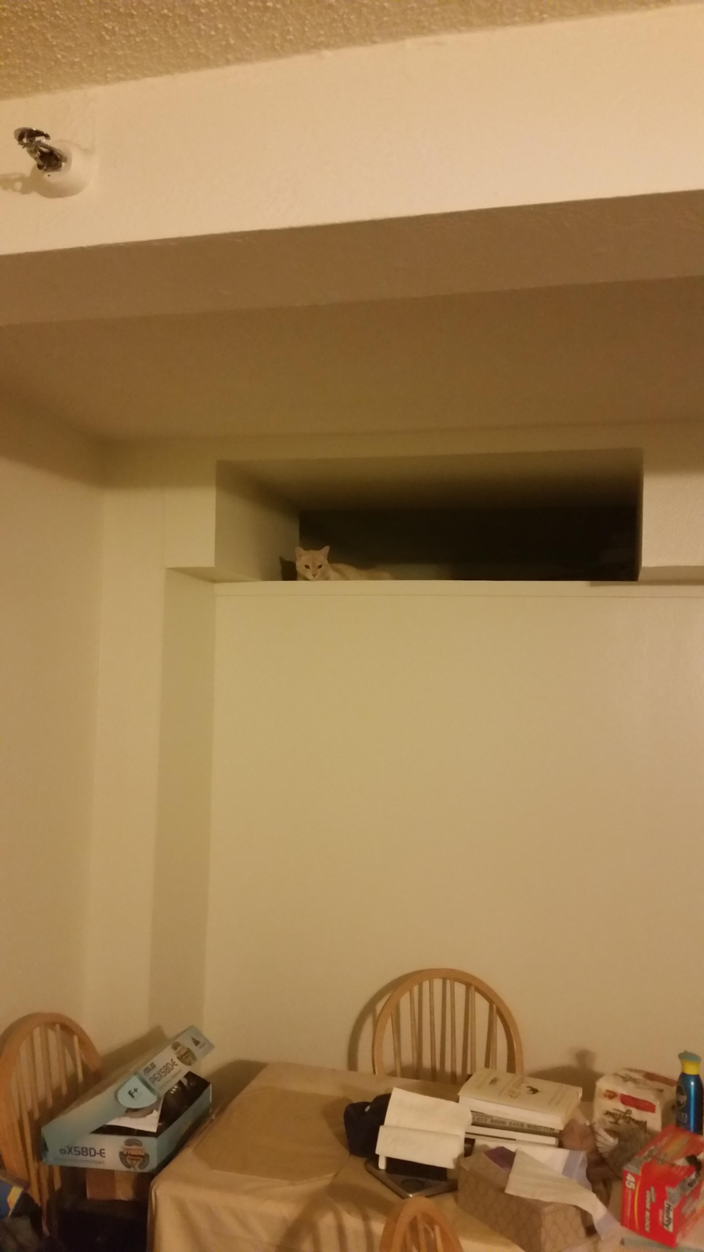 Petra hanging out on her ledge above the fridge | Scrolller