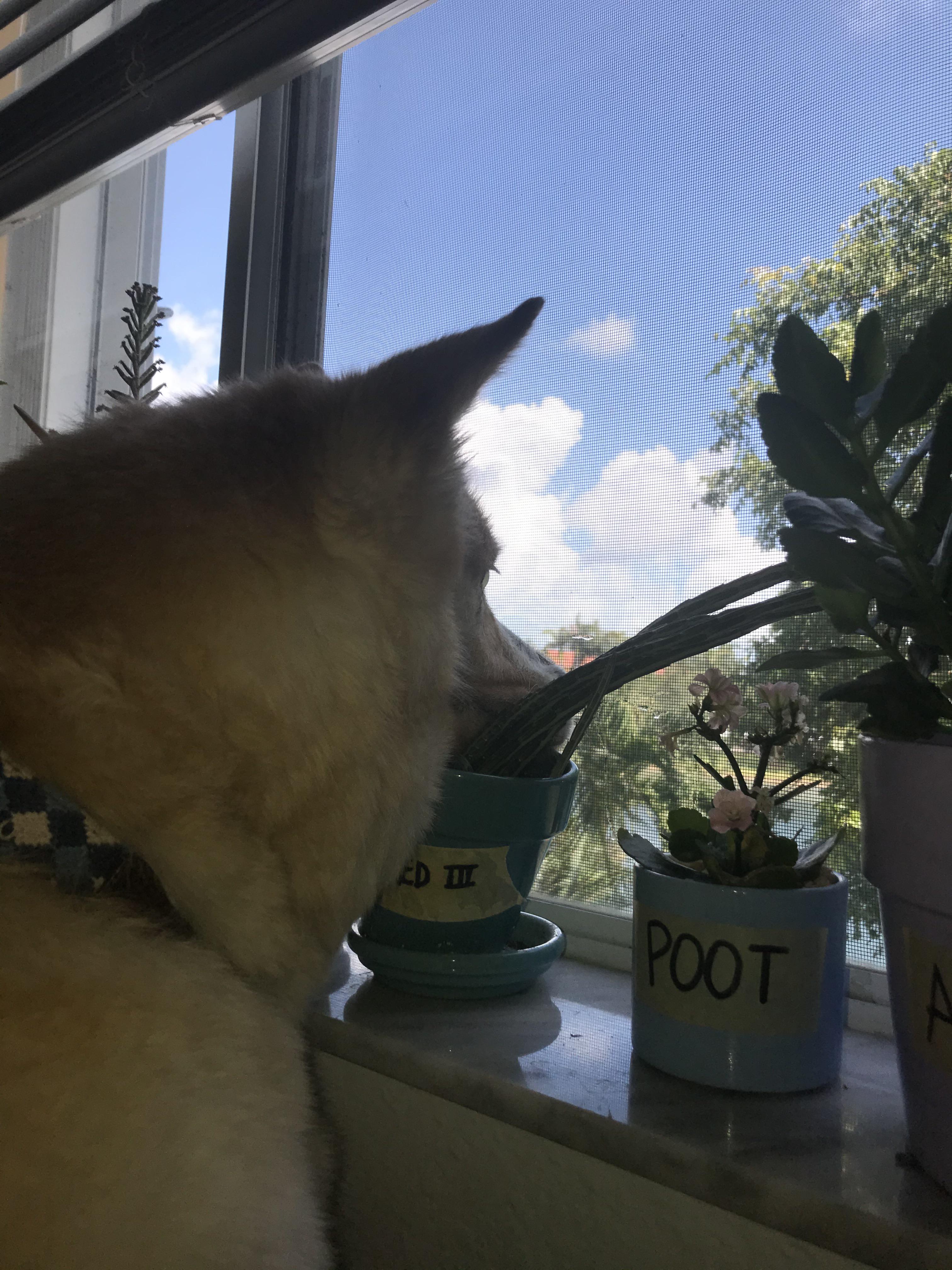 Phantom wanted to stare at the ducks outside. Constant vigilance. | Scrolller