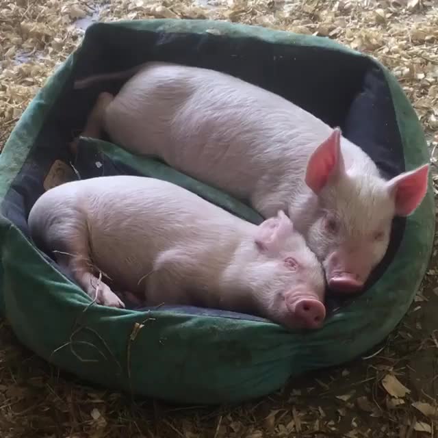 Phoebe and Marley living the sanctuary life | Scrolller