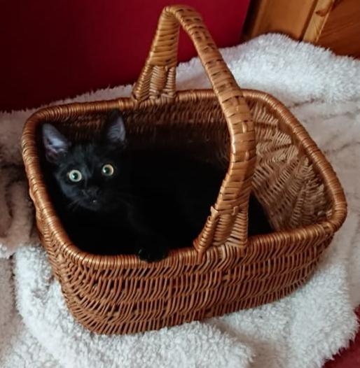 Phoebe caught sitting in her basket | Scrolller