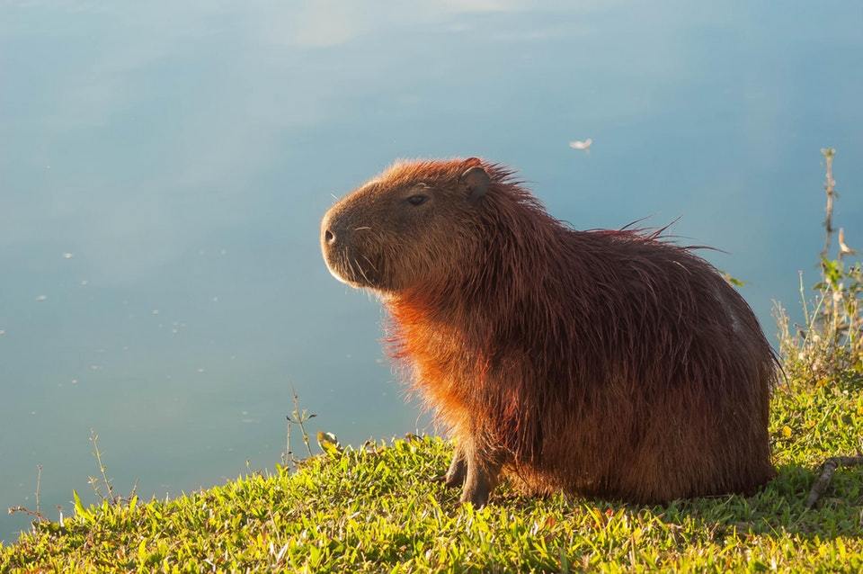 Photogenic Capybara [960x638] | Scrolller