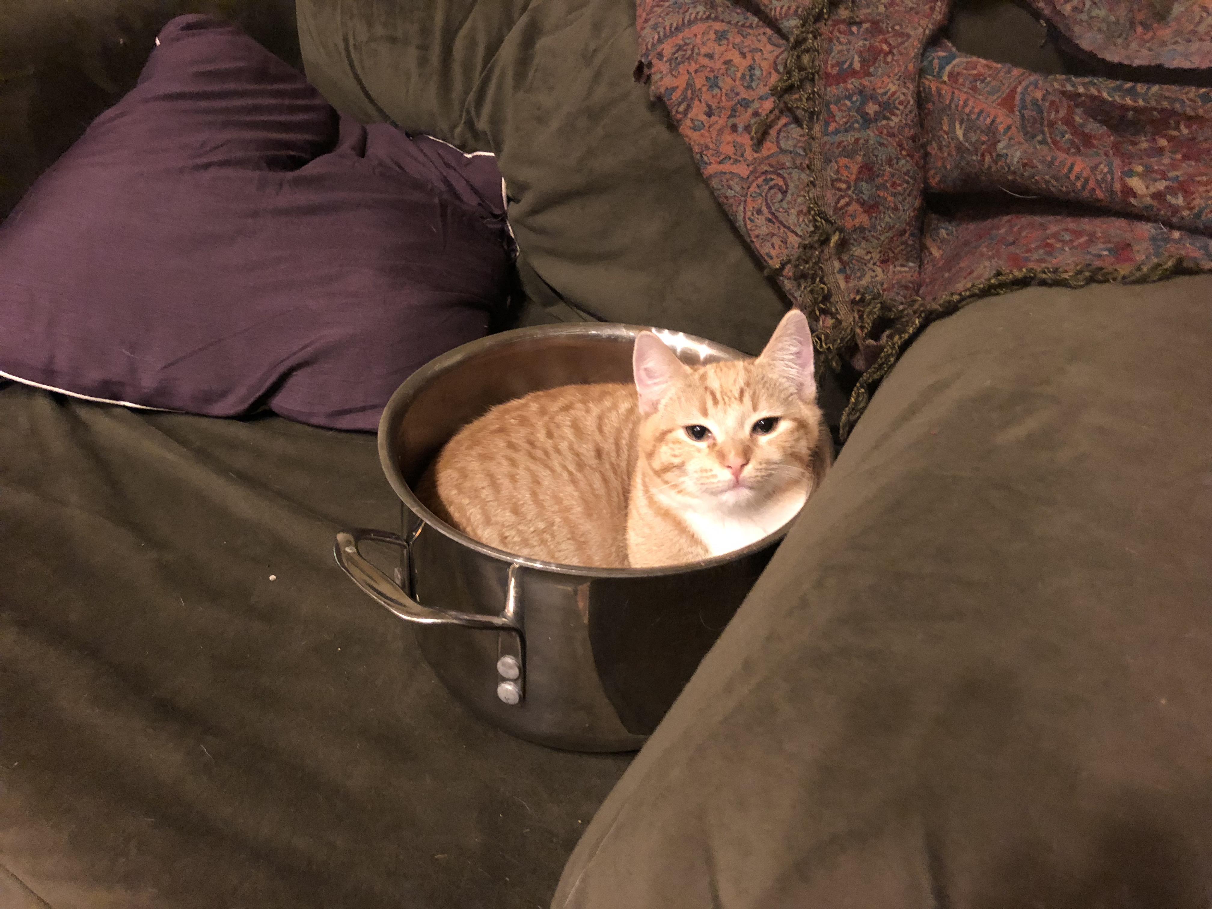 Discover more like Pottedcats: Pi in a pot. and Related Content | Scrolller
