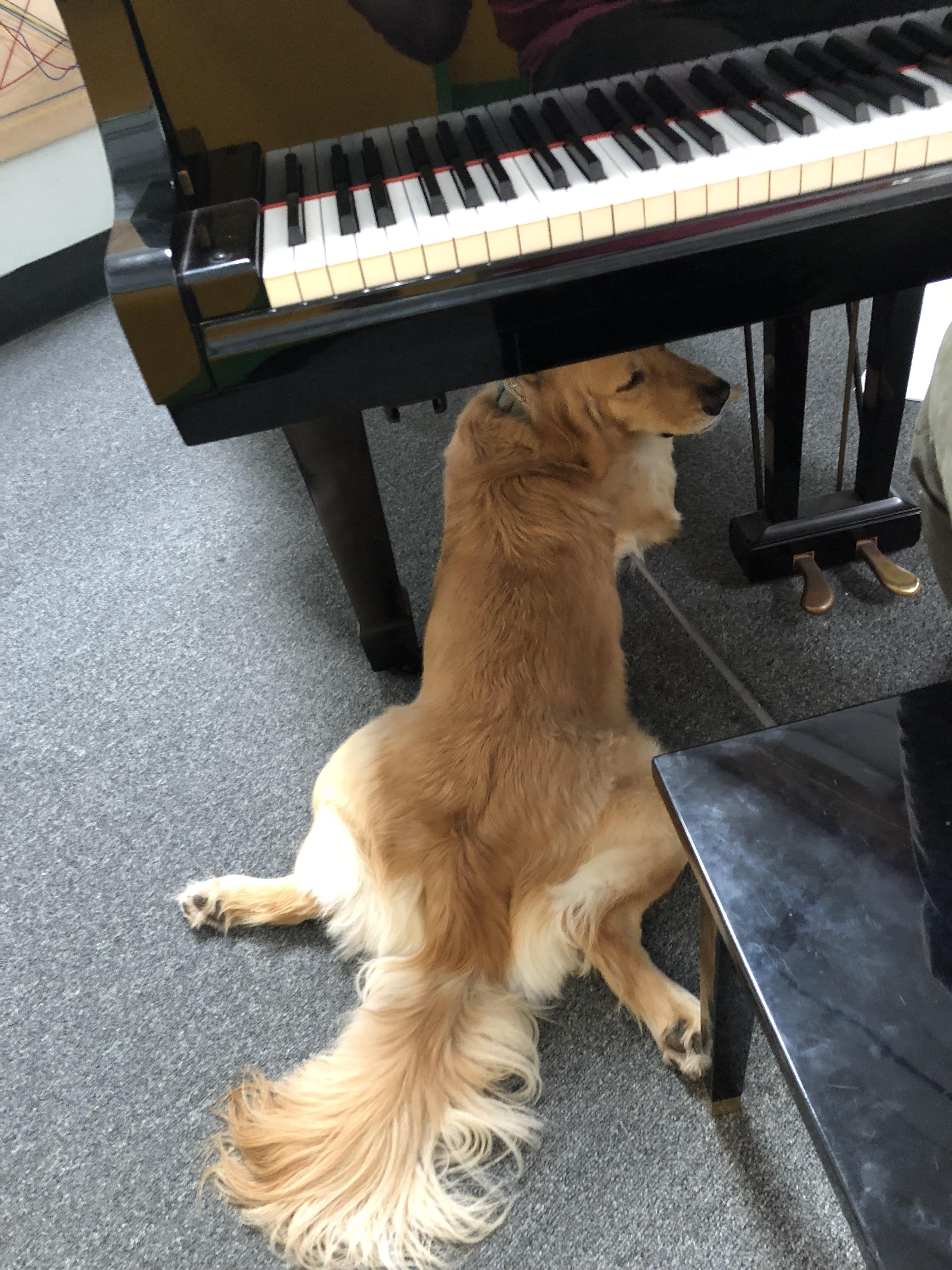 Piano sploot | Scrolller