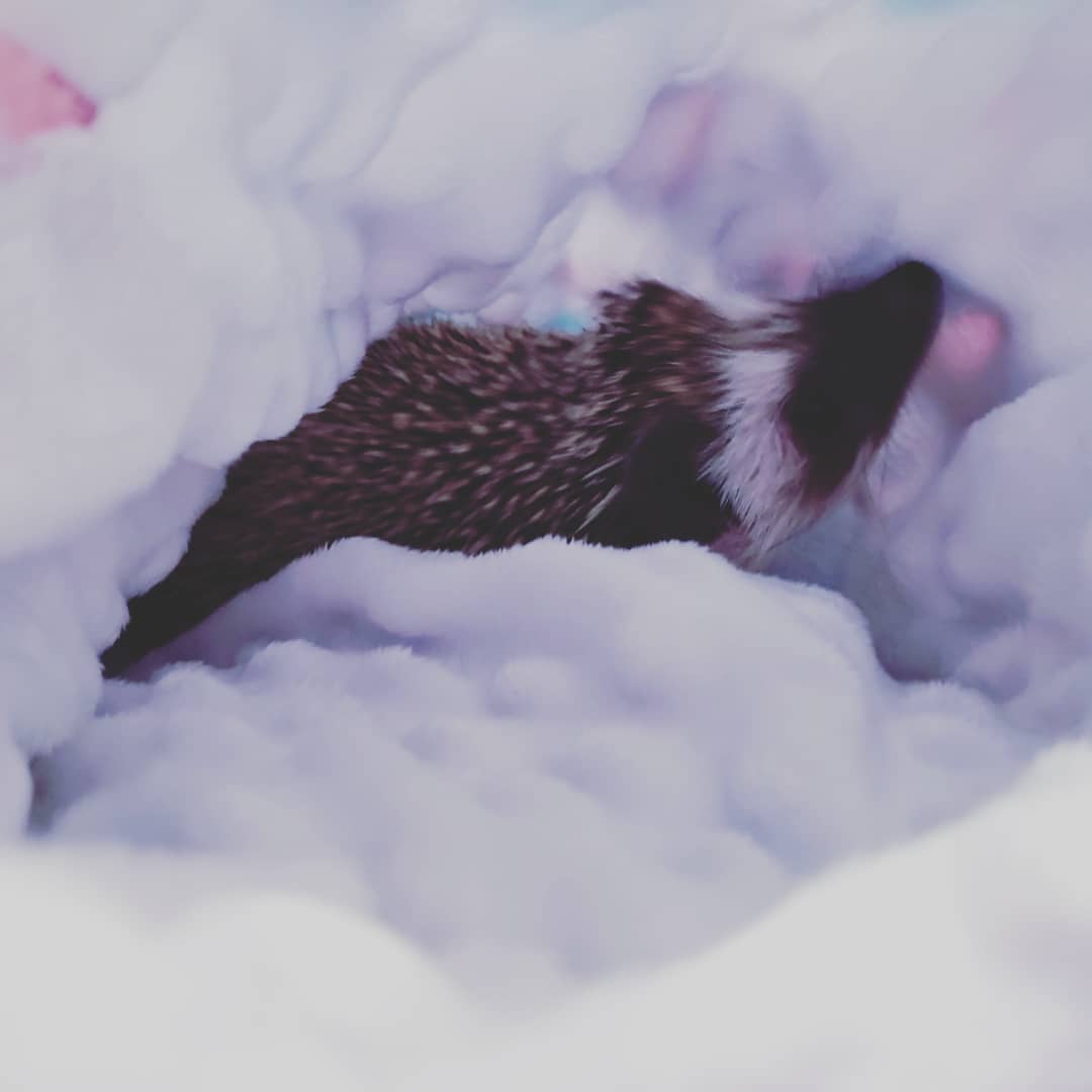 Pic of my hedgie Prince Zuko | Scrolller
