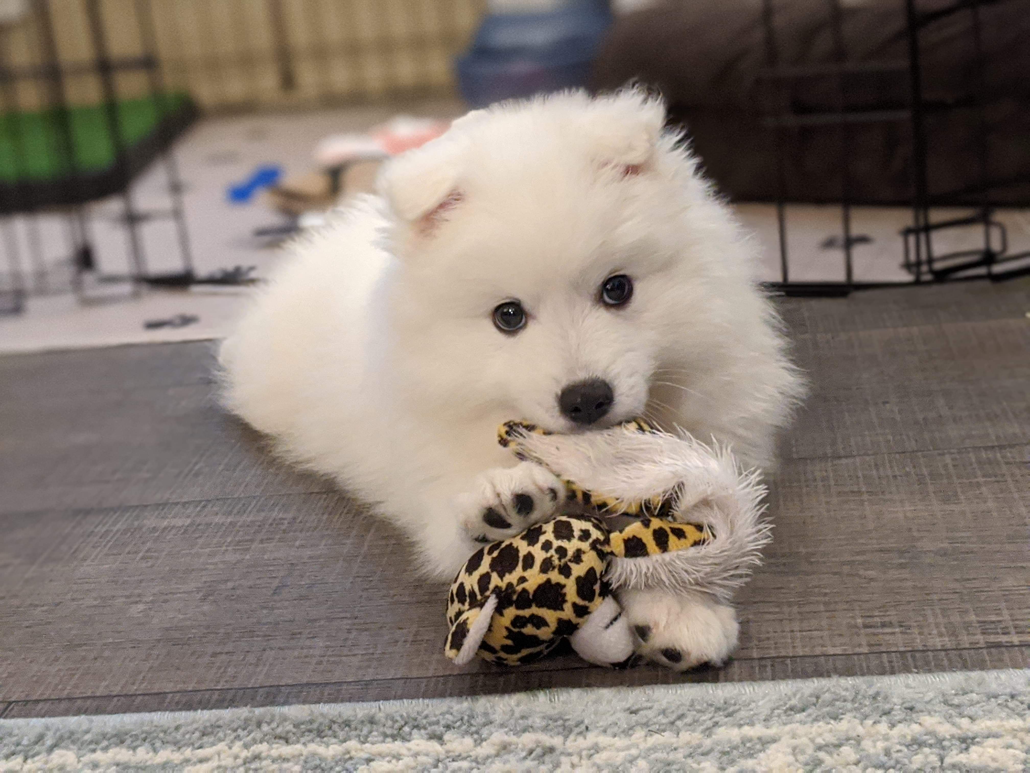 Picked up our new baby, Arthur, last weekend! | Scrolller