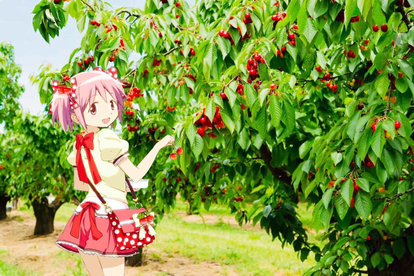 Picking cherries with Madoka | Scrolller