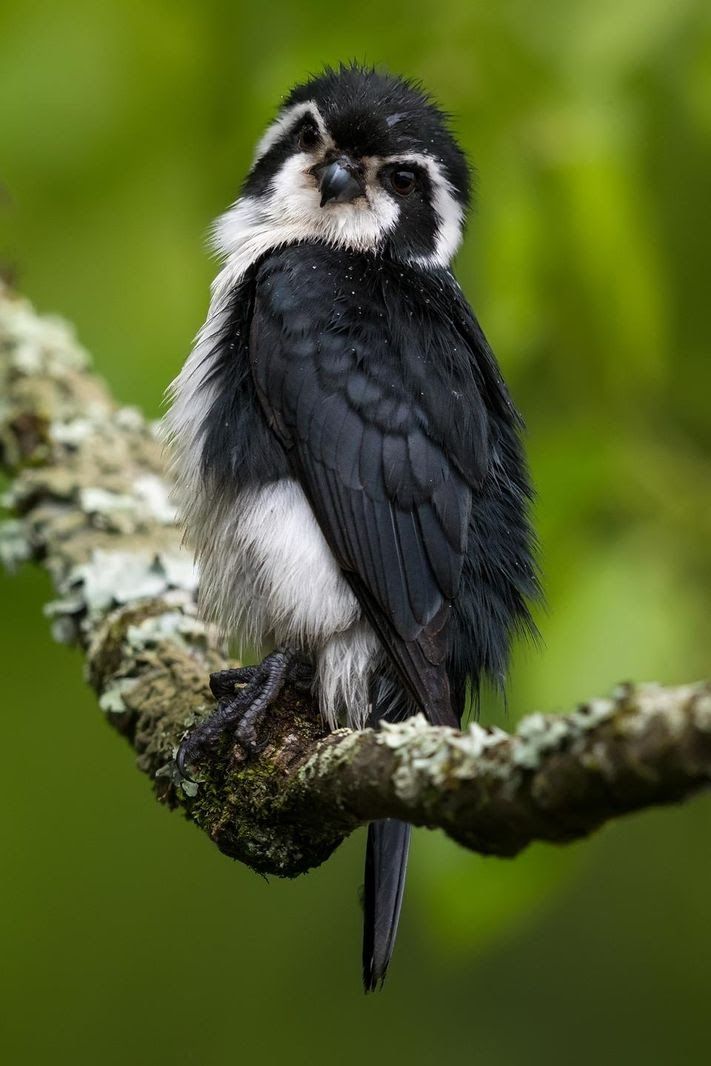 Pied Falconet | Scrolller