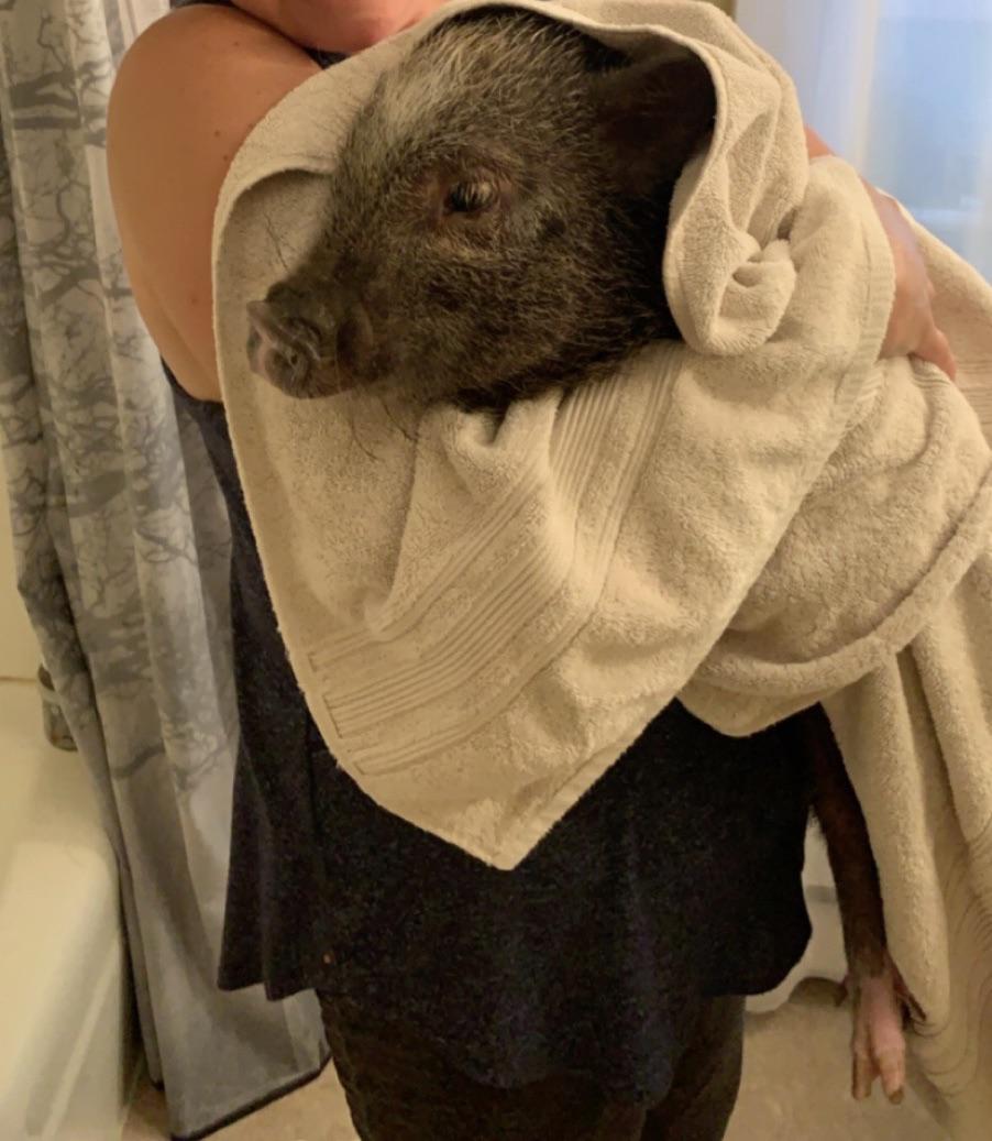 pig in a blanket | Scrolller