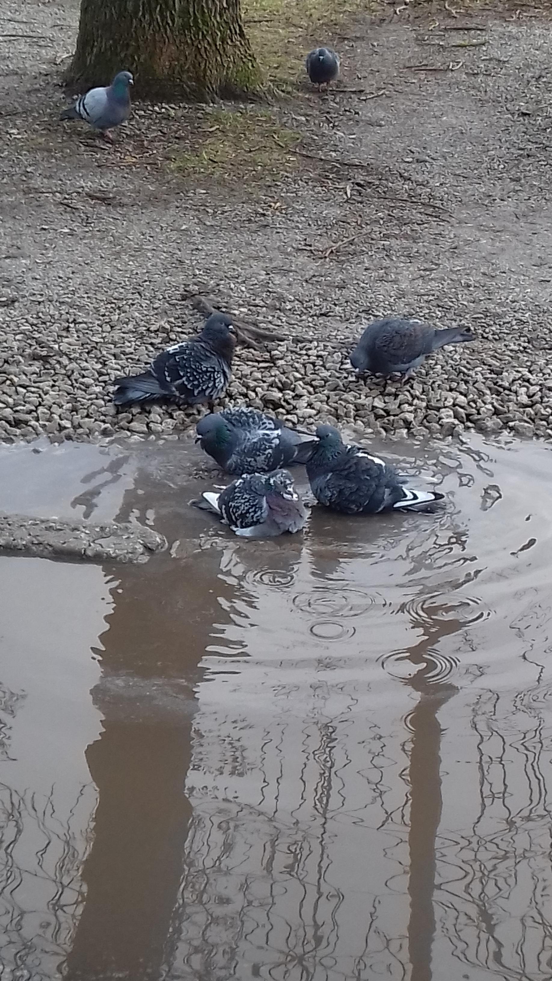 Pigeons bathing in the puddle | Scrolller