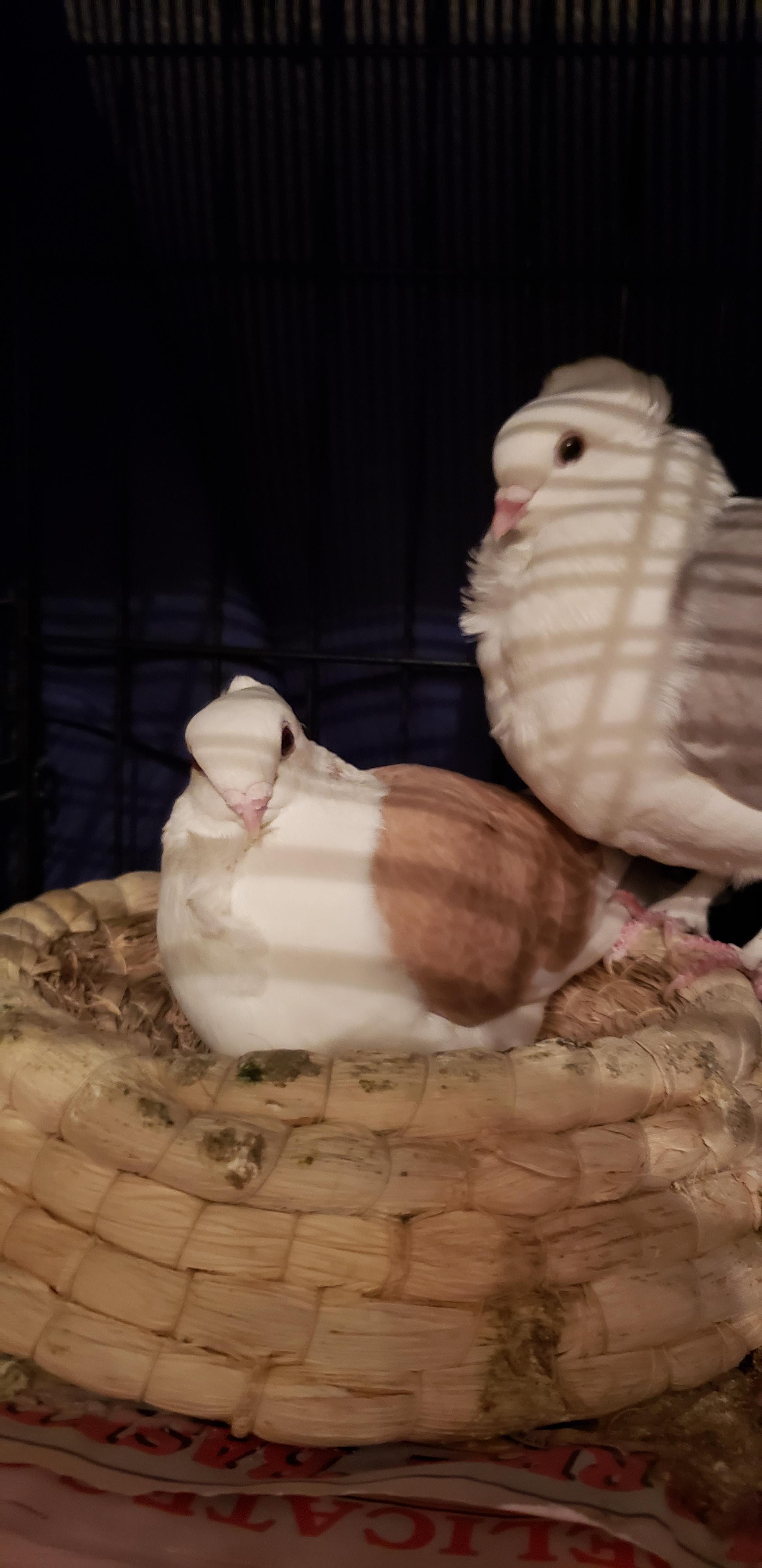 pigeons being pigeons | Scrolller