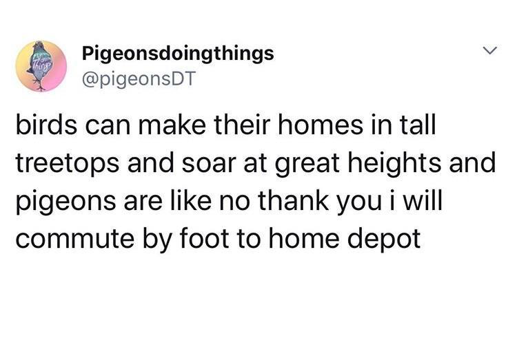 pigeons doing things | Scrolller