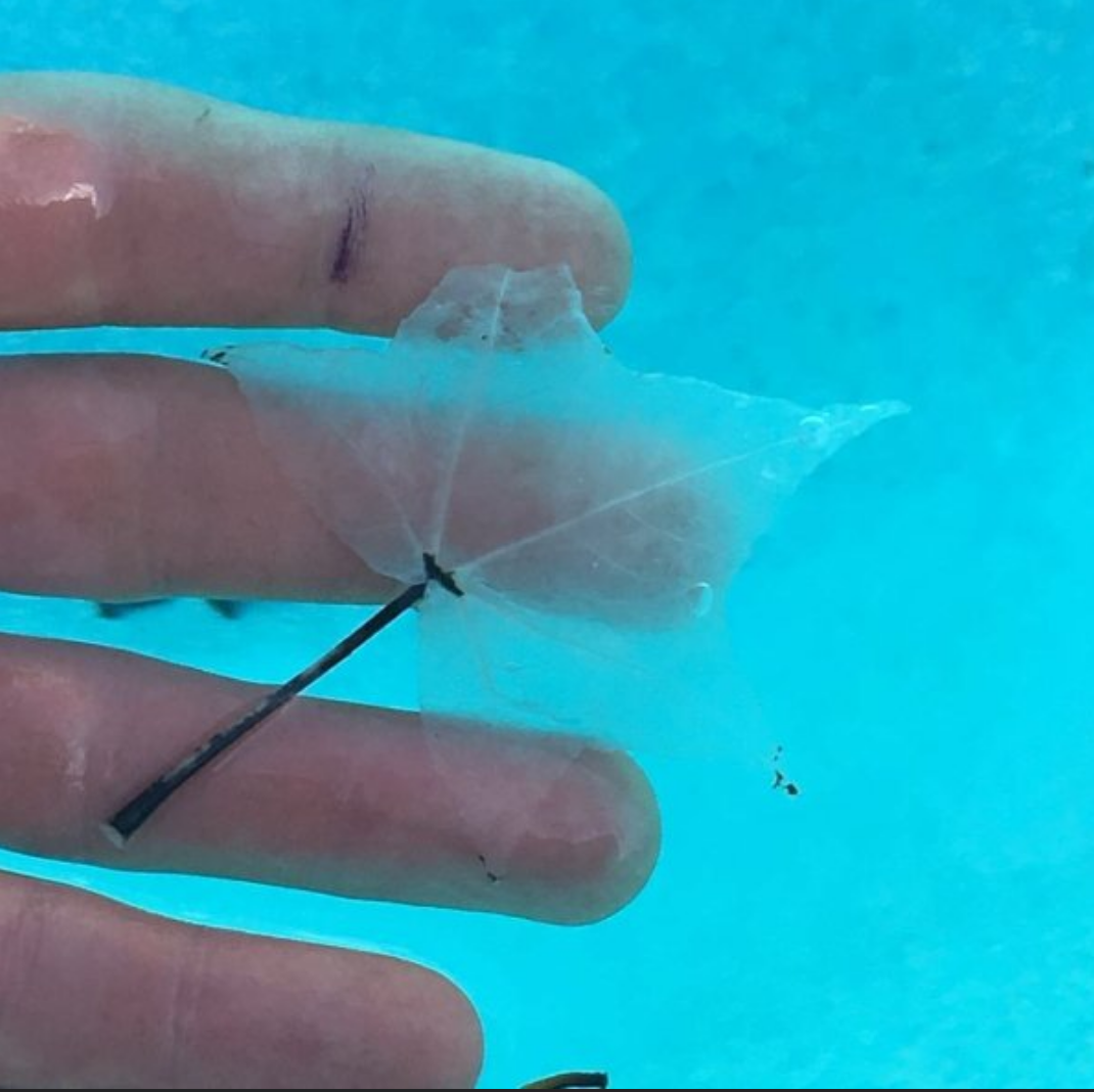 pigment stripped from a leaf because it spent too much time in a pool making it kind of ...