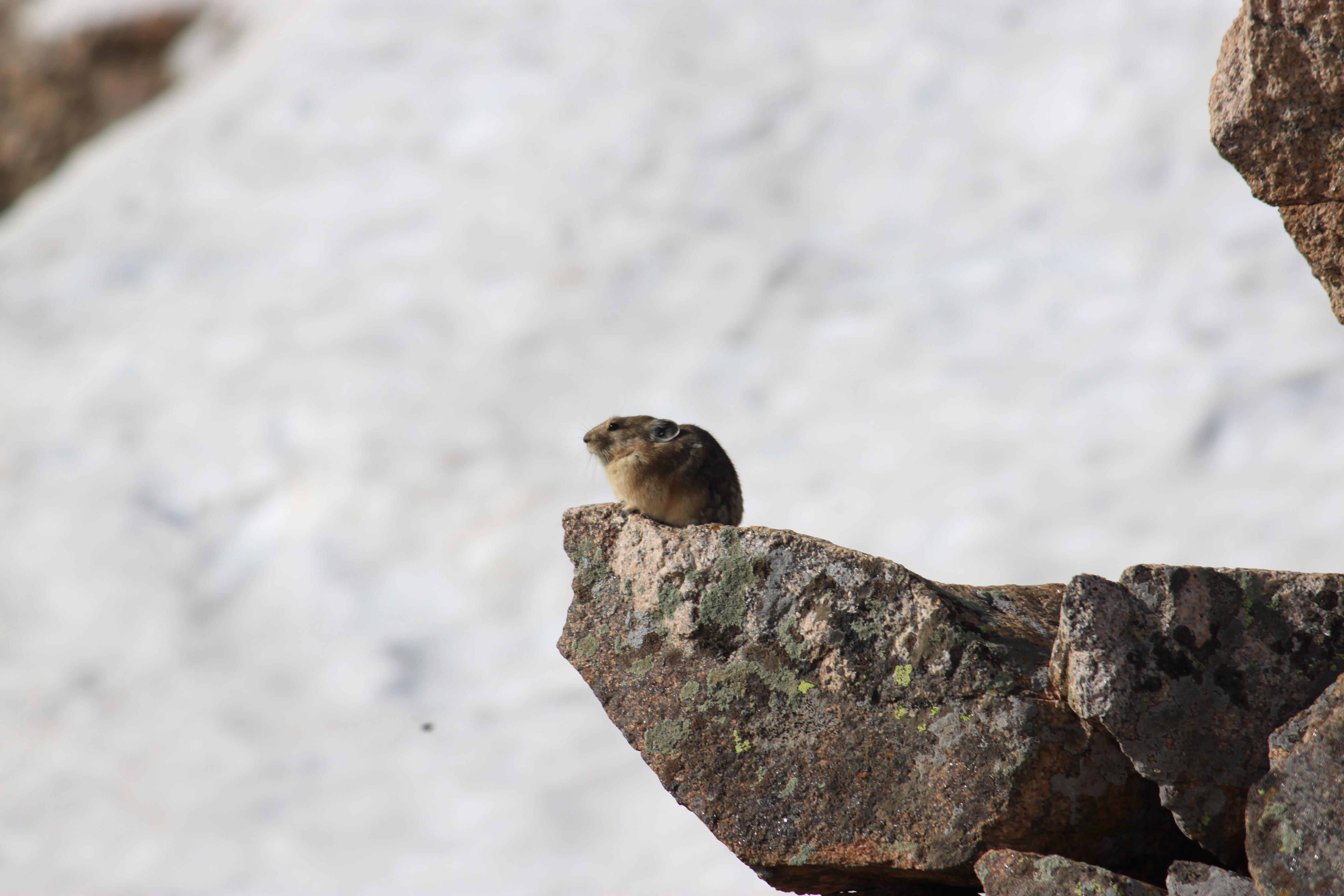 Pika taking in the Mountain Views | Scrolller
