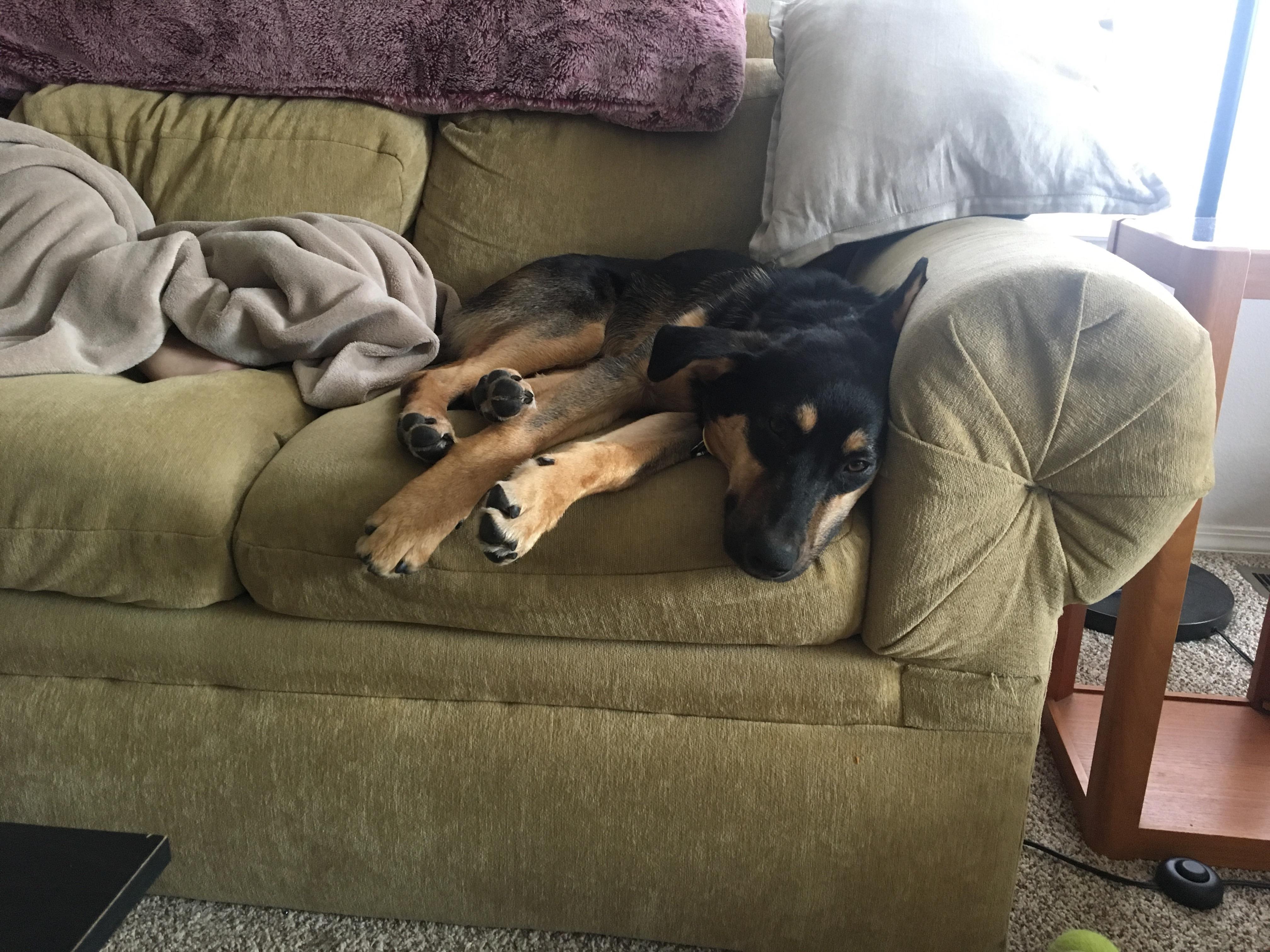 Pile of doggo | Scrolller