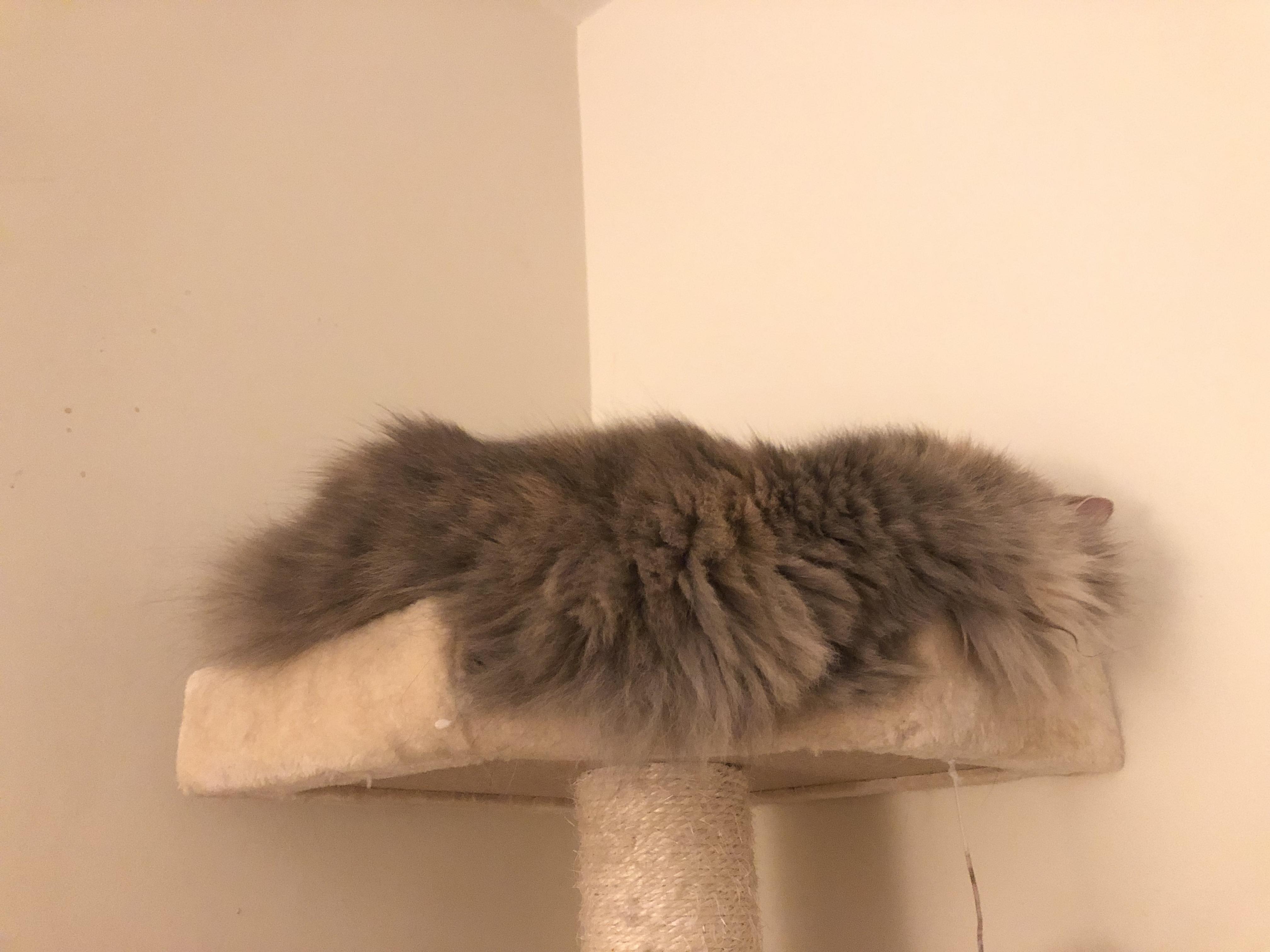 Pile of floof | Scrolller