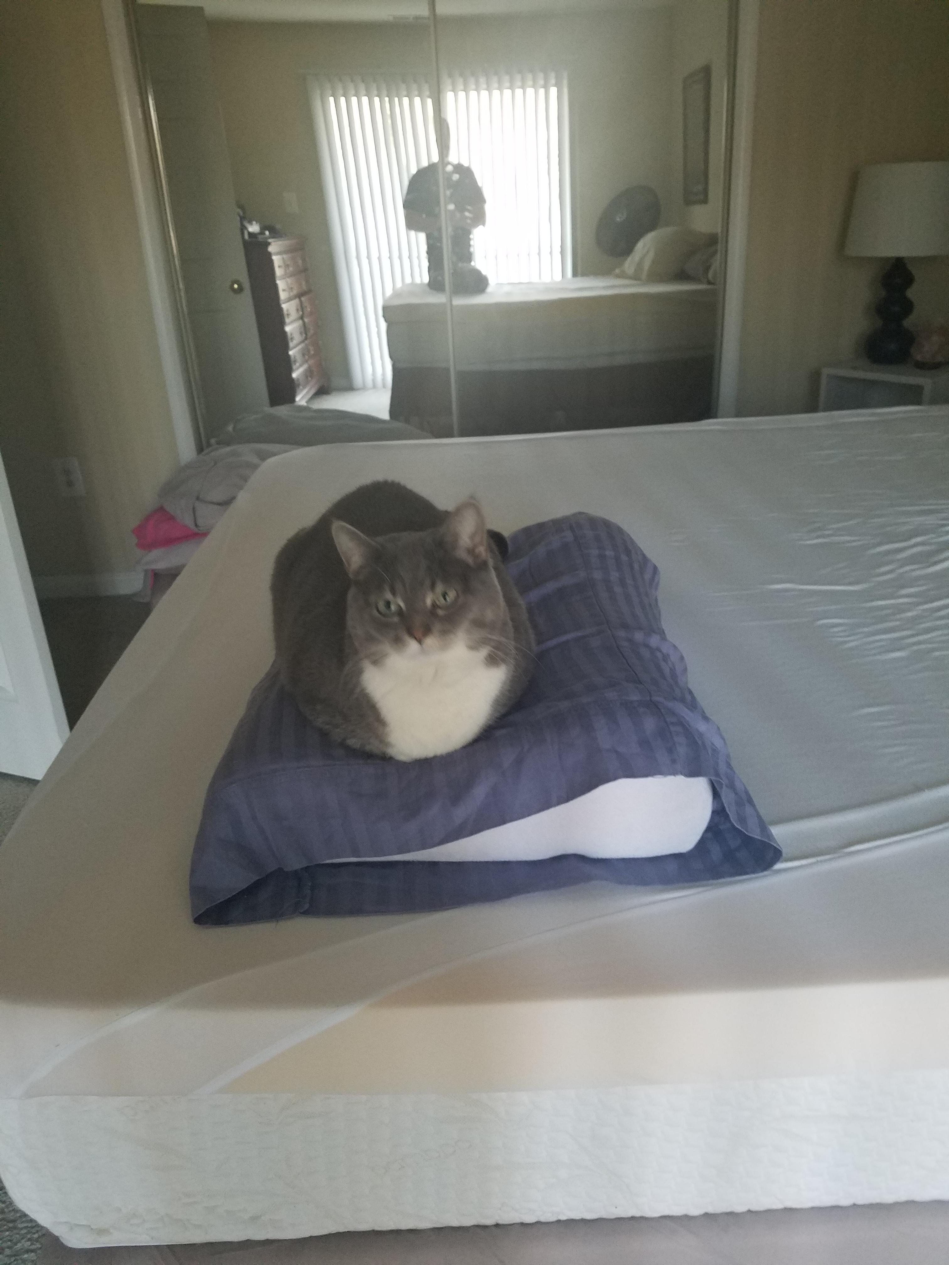 Pillow? More like cat trap! | Scrolller