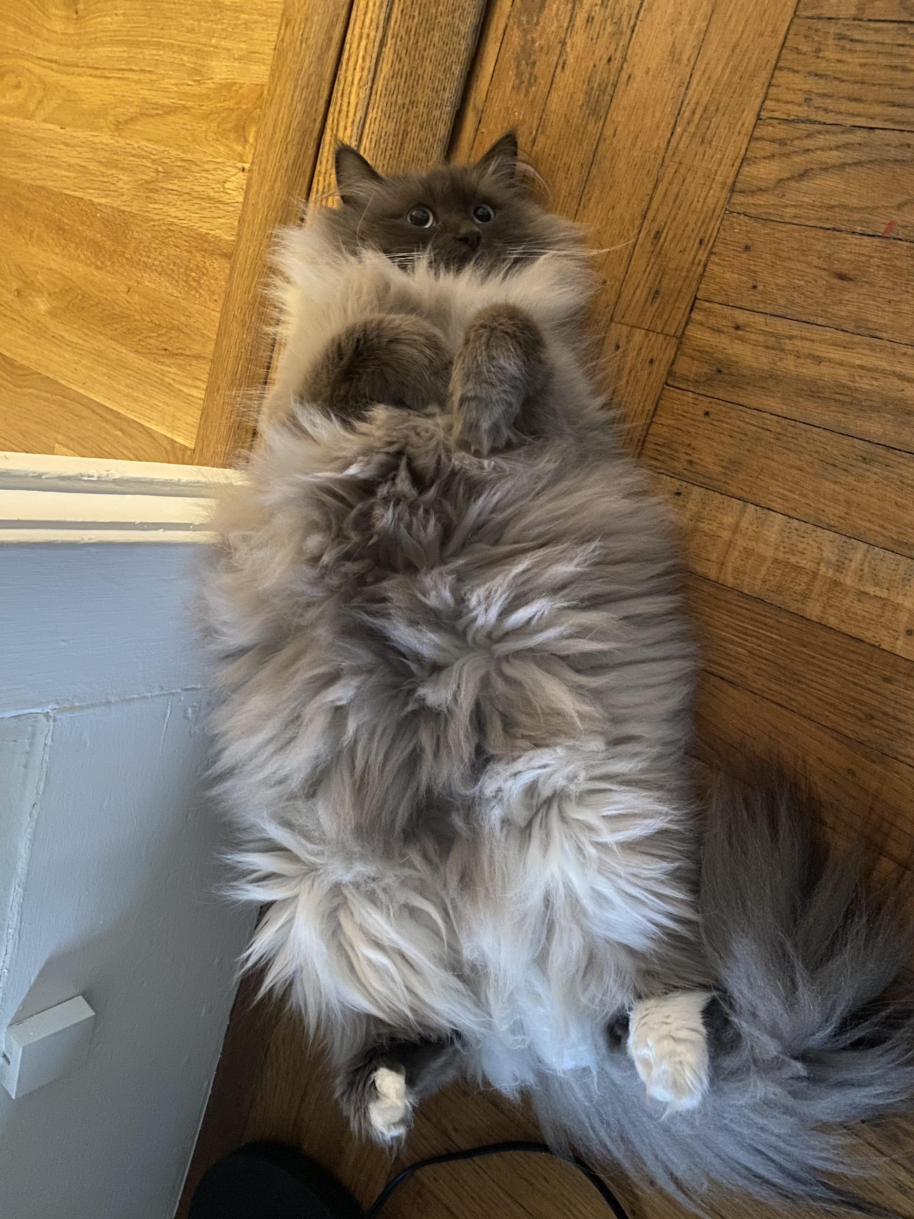 Pilot is a big ol’ floof | Scrolller