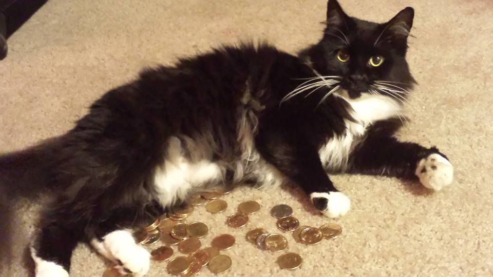 Pimp Cat Surge Gettin that Change | Scrolller