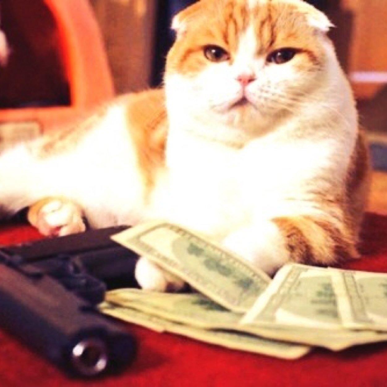 pimp cats styles. | Scrolller