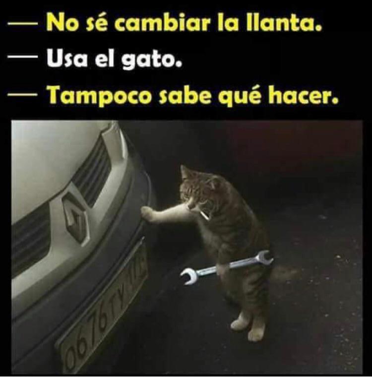 Pinches gatos | Scrolller