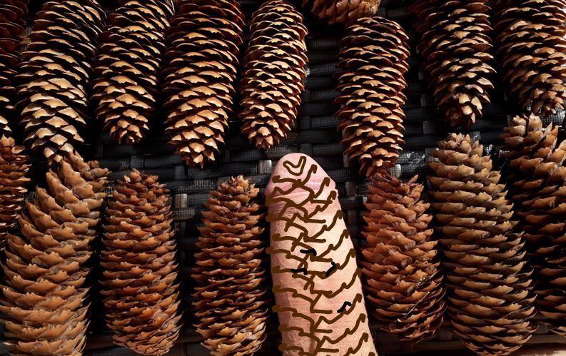 Pine cones | Scrolller