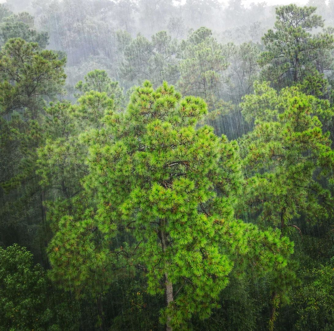 Pine Trees In The Rain In Texas.... [OC] [2272x2250] | Scrolller
