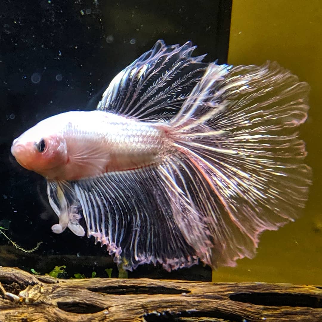 Pink Betta | Scrolller