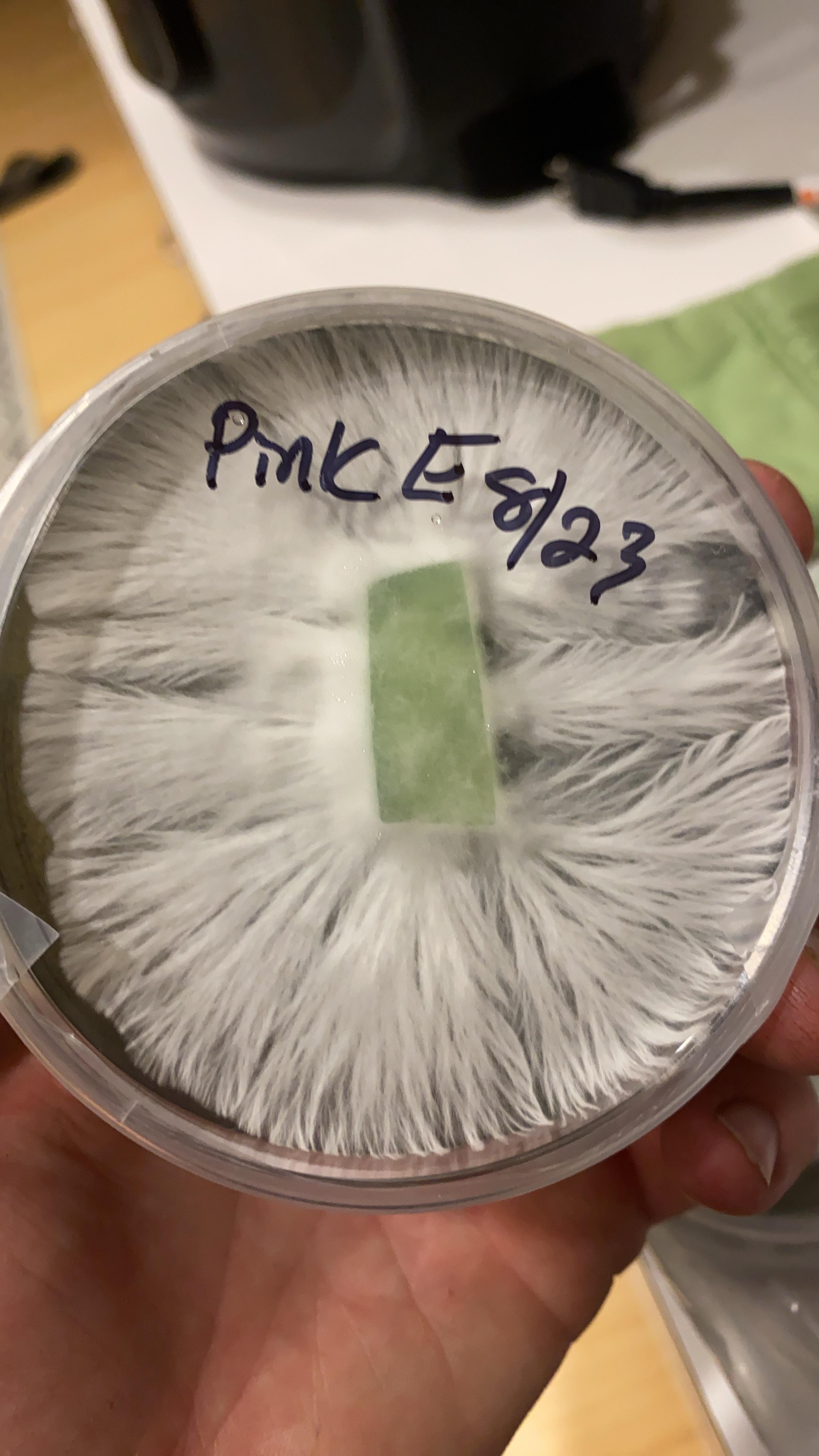 Pink Elephant | Scrolller