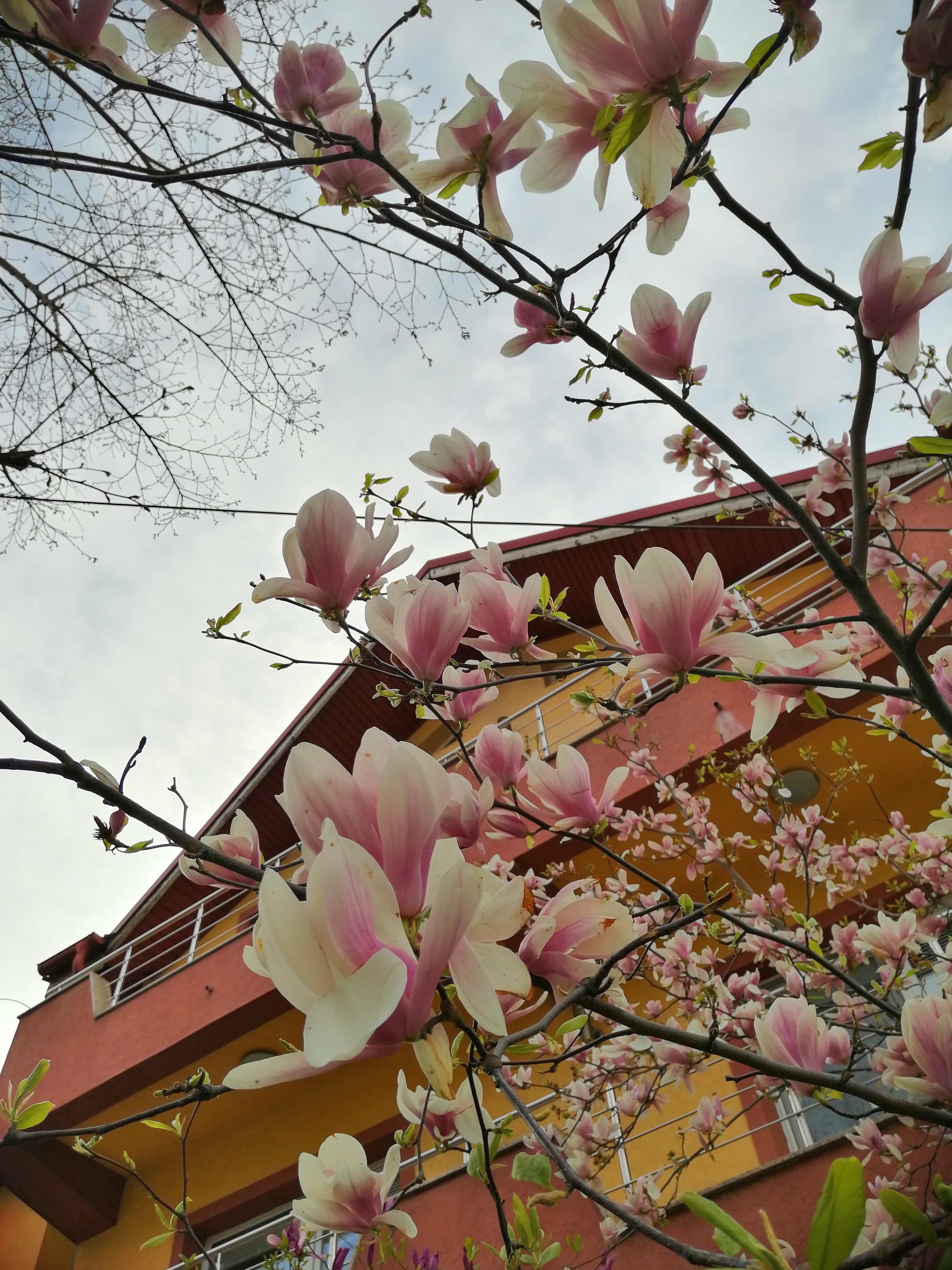 Pink in Bucharest, Romania [OC] | Scrolller