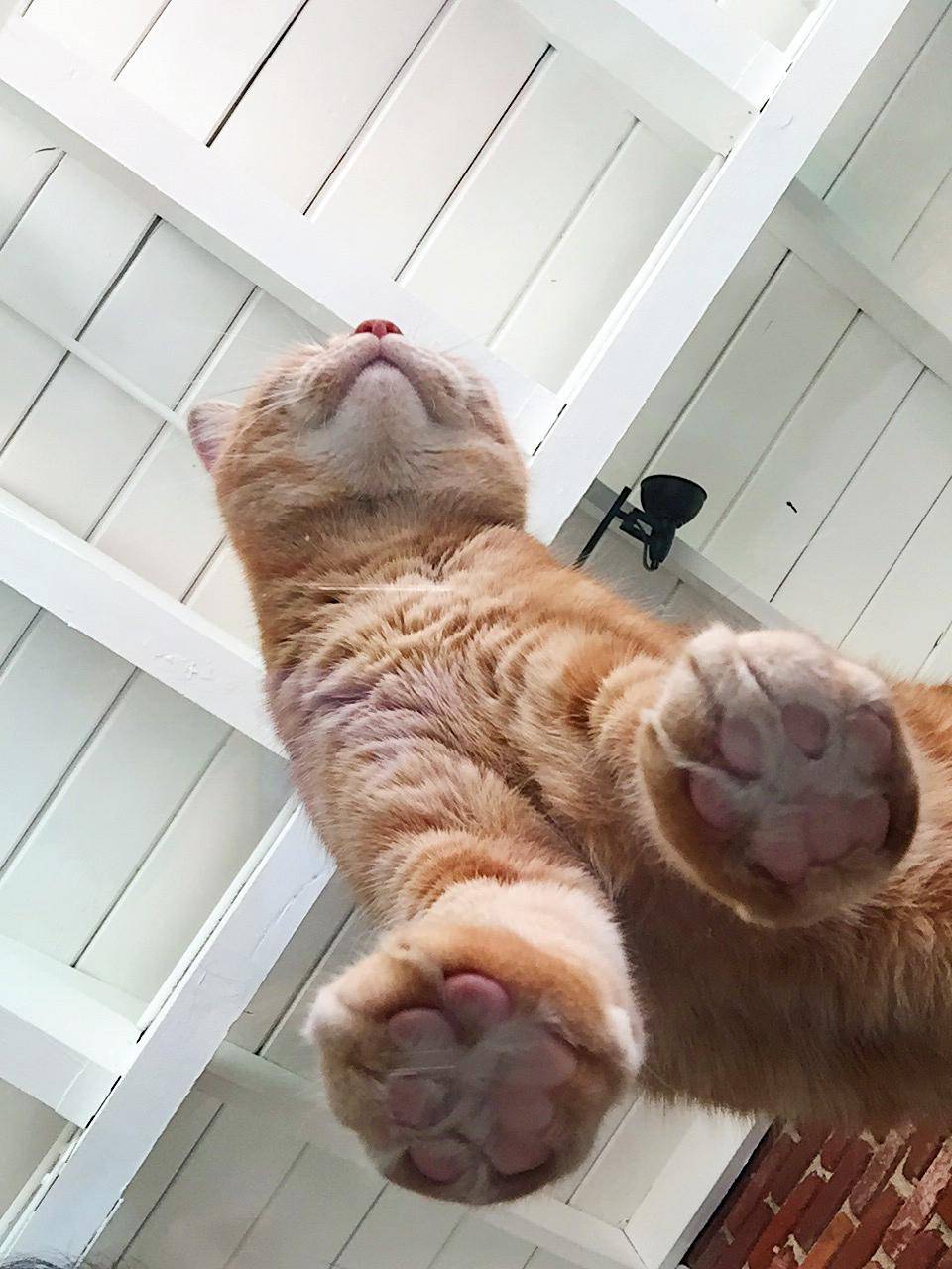 Pink toe beans | Scrolller