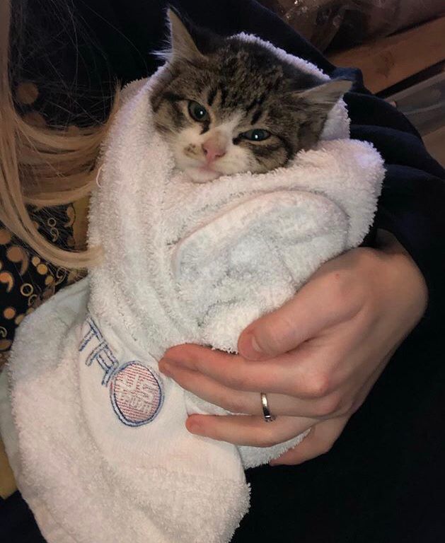 Discover more like Purrito: Pint sized purrito and Related Content | Scrolller